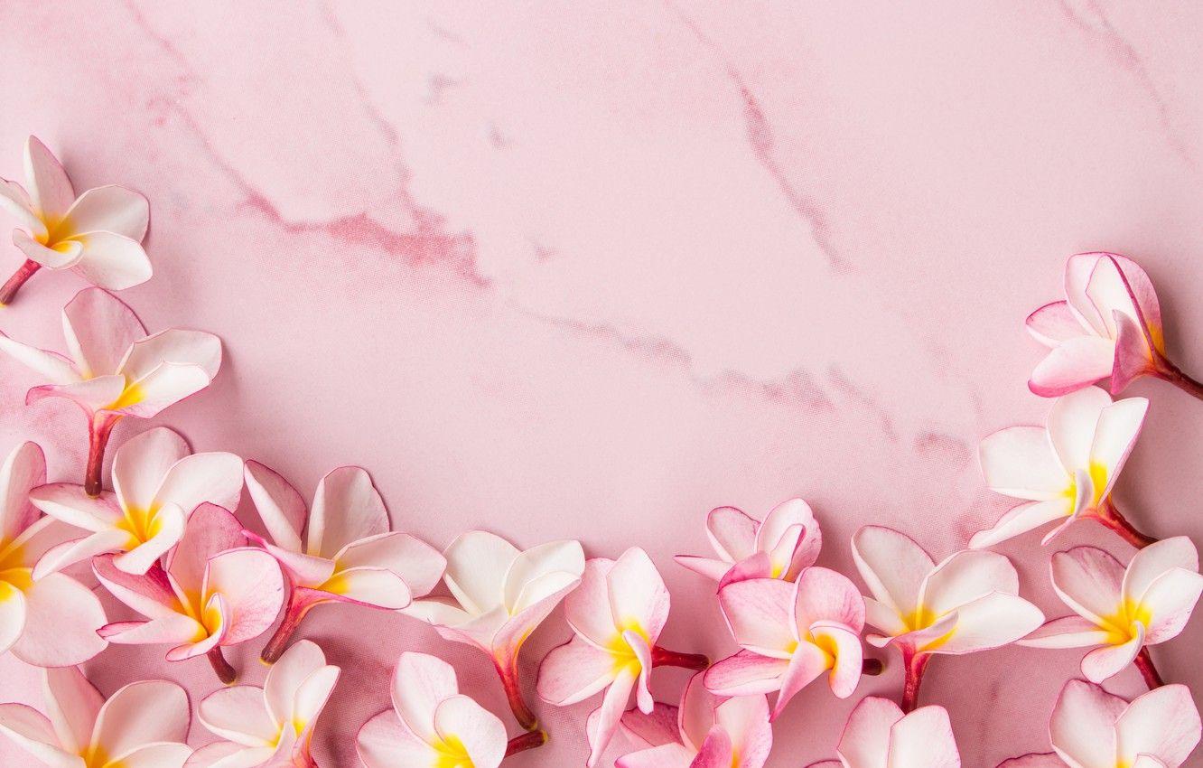 Plumeria Wallpapers - Top Free Plumeria Backgrounds - WallpaperAccess