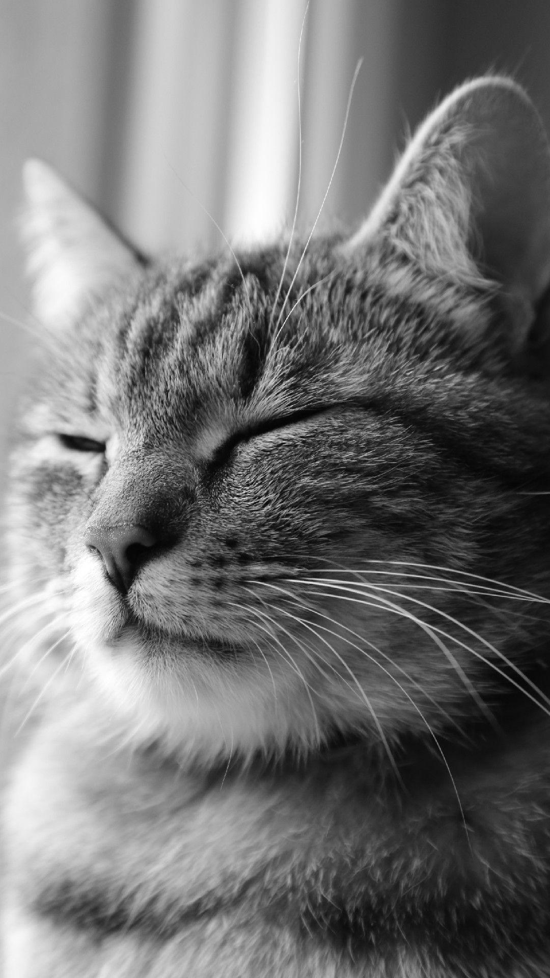 Cats Phone Wallpapers - Top Free Cats Phone Backgrounds - WallpaperAccess