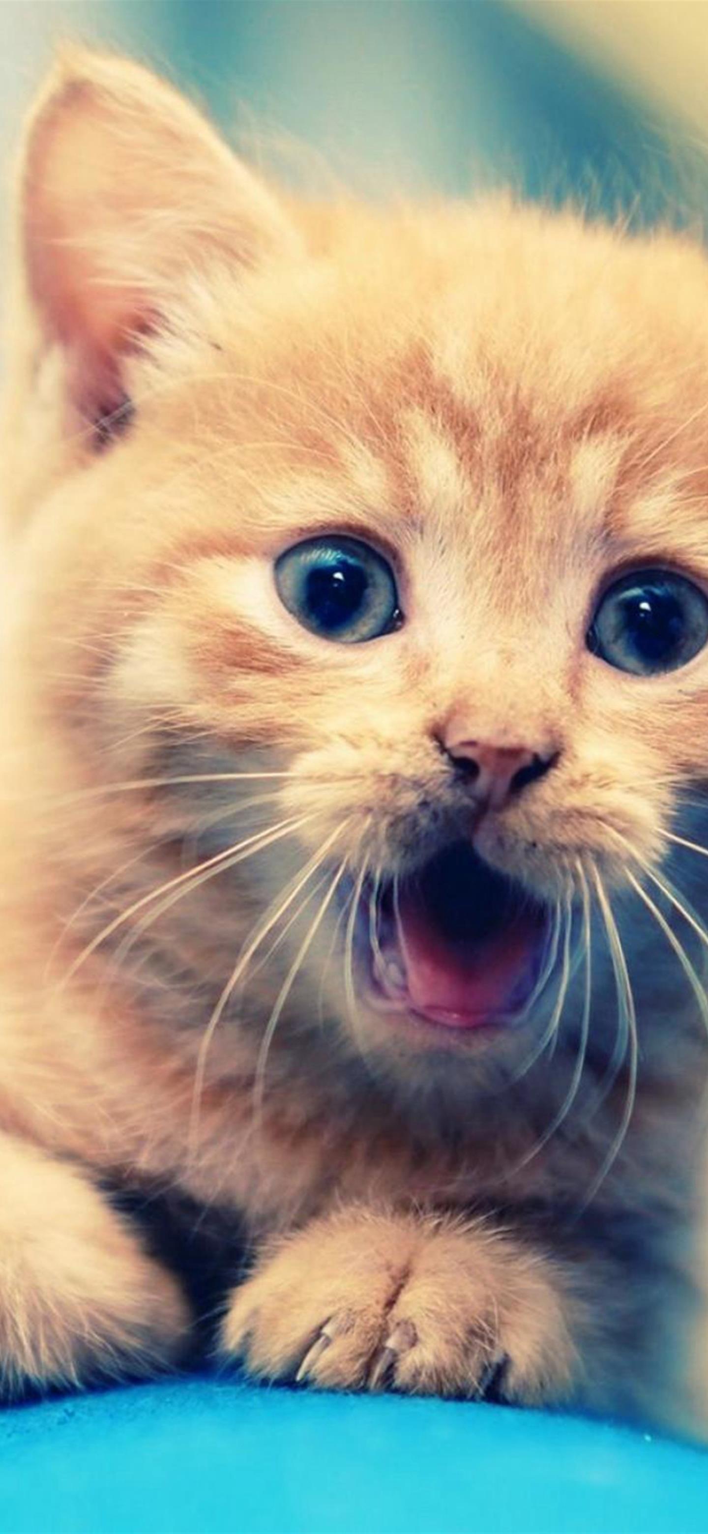 Cats Phone Wallpapers - Top Free Cats Phone Backgrounds - WallpaperAccess