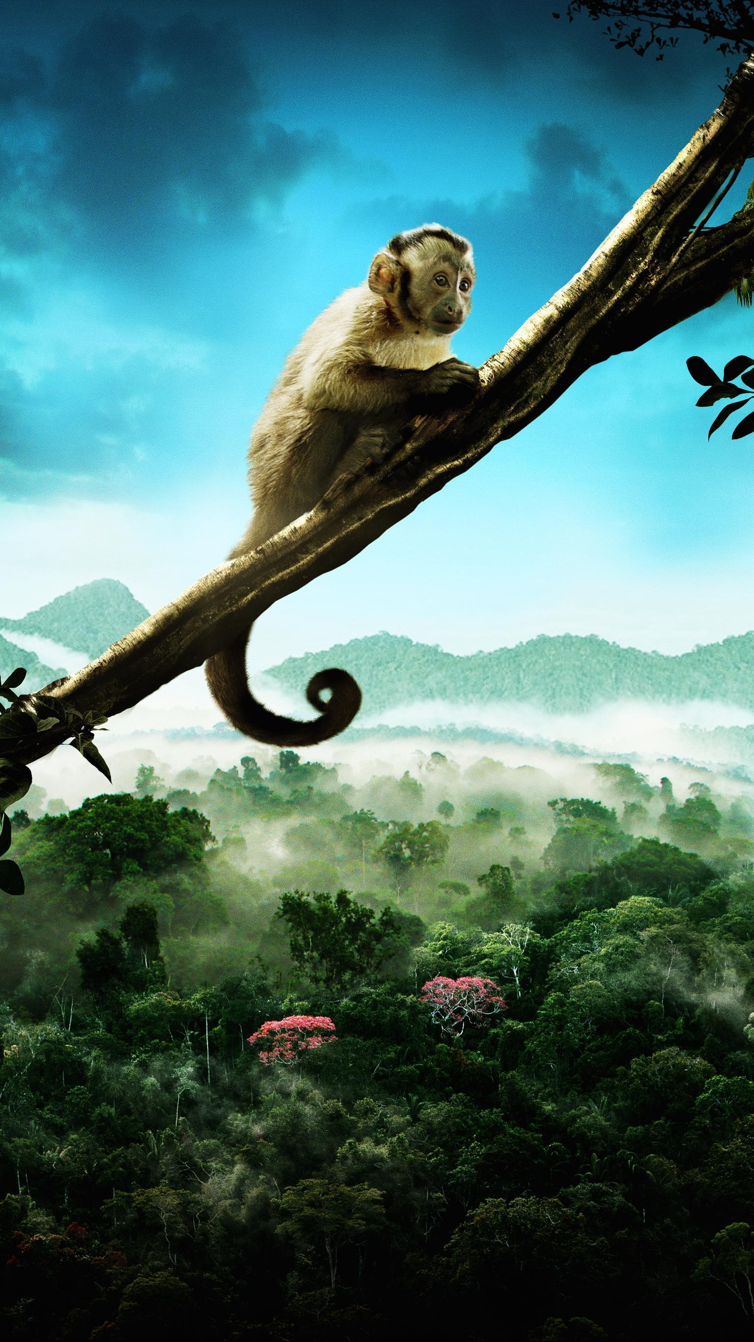 Monkey Phone Wallpapers - Top Free Monkey Phone Backgrounds ...