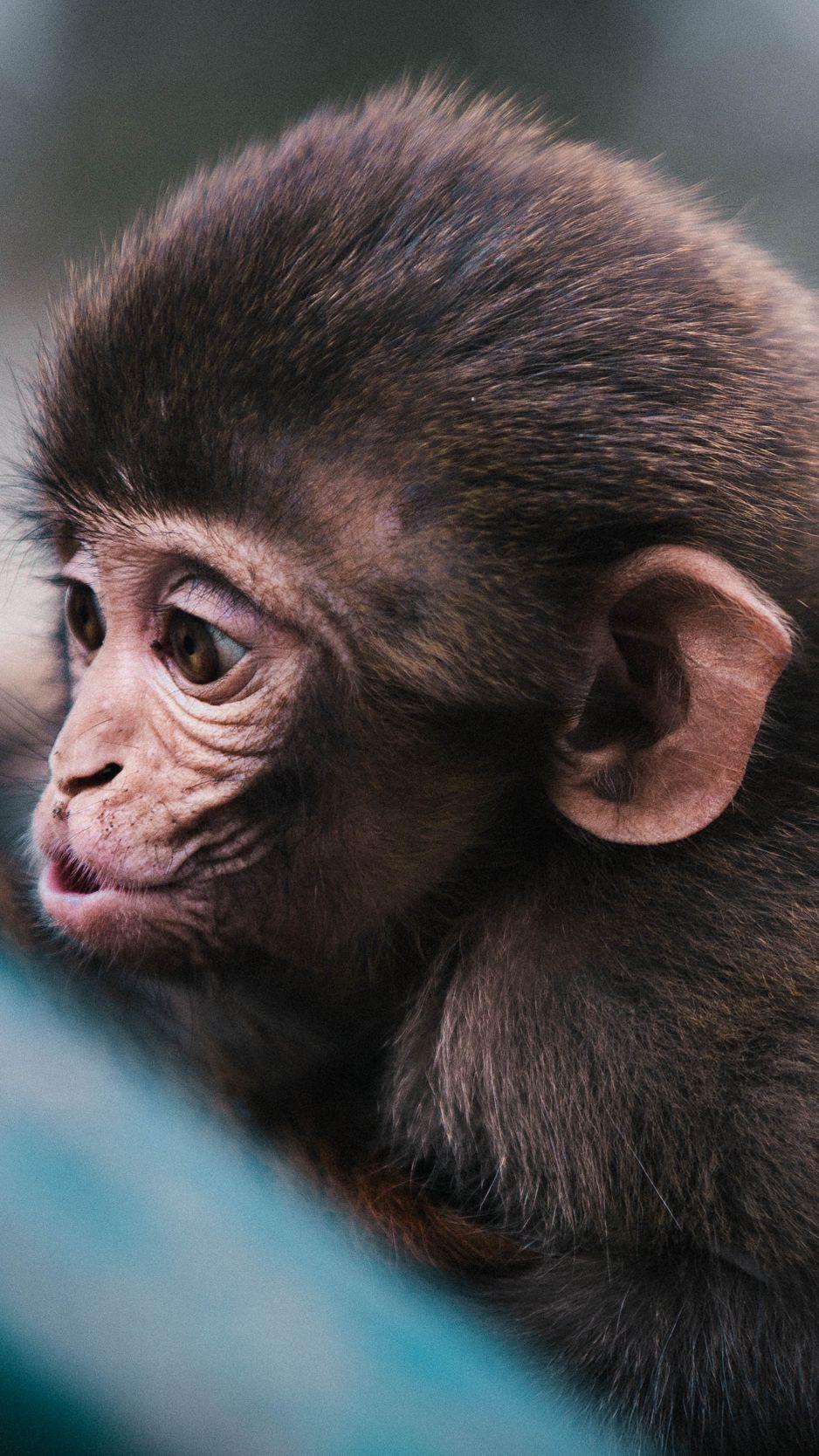 Monkey Phone Wallpapers - Top Free Monkey Phone Backgrounds ...