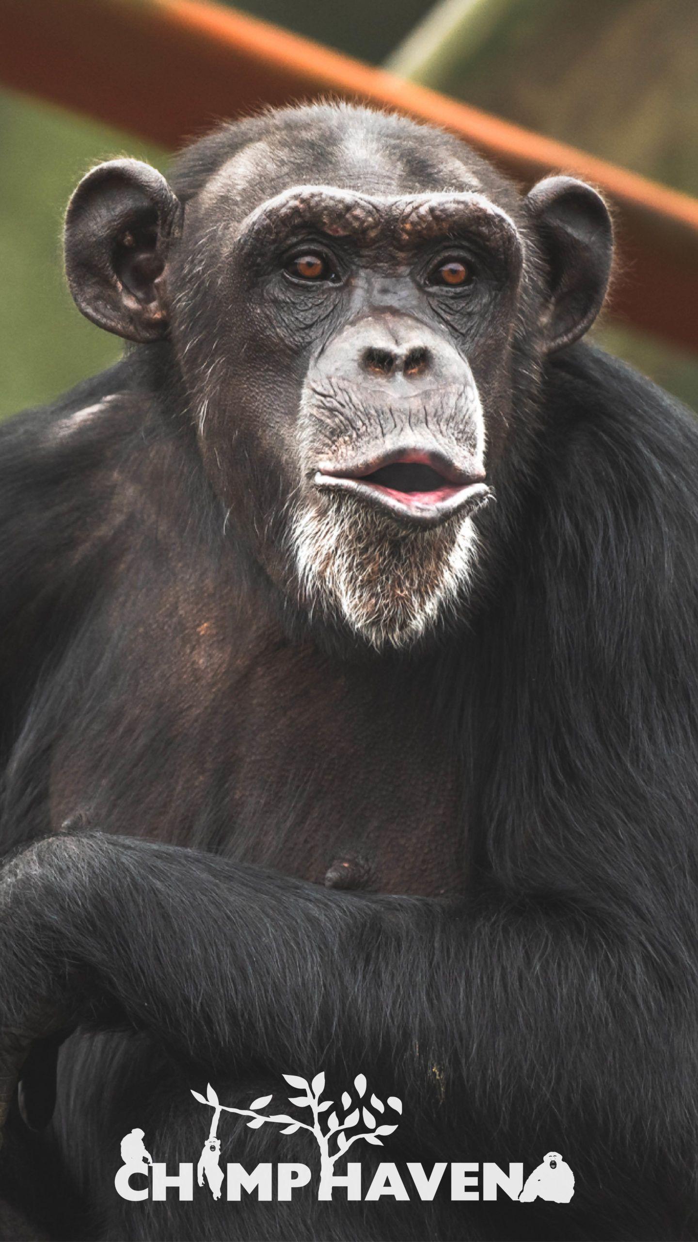 Monkey Phone Wallpapers - Top Free Monkey Phone Backgrounds ...