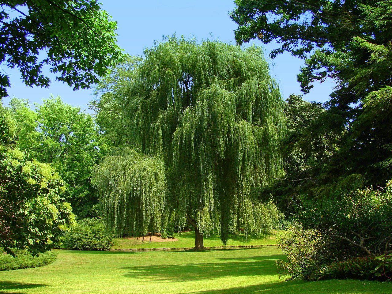 Willow Tree Wallpapers Top Free Willow Tree Backgrounds Wallpaperaccess