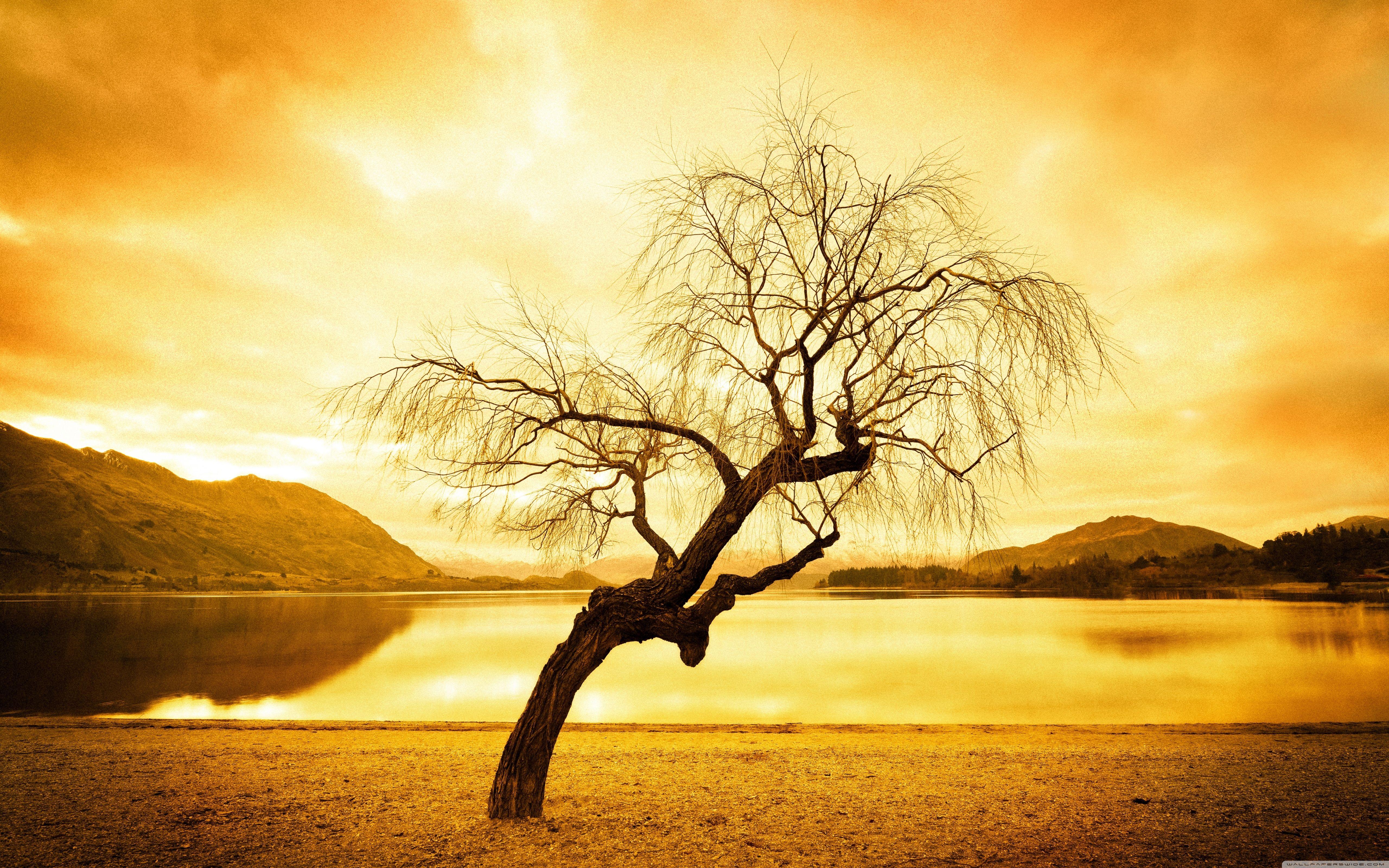 Willow Tree Wallpapers Top Free Willow Tree Backgrounds Wallpaperaccess
