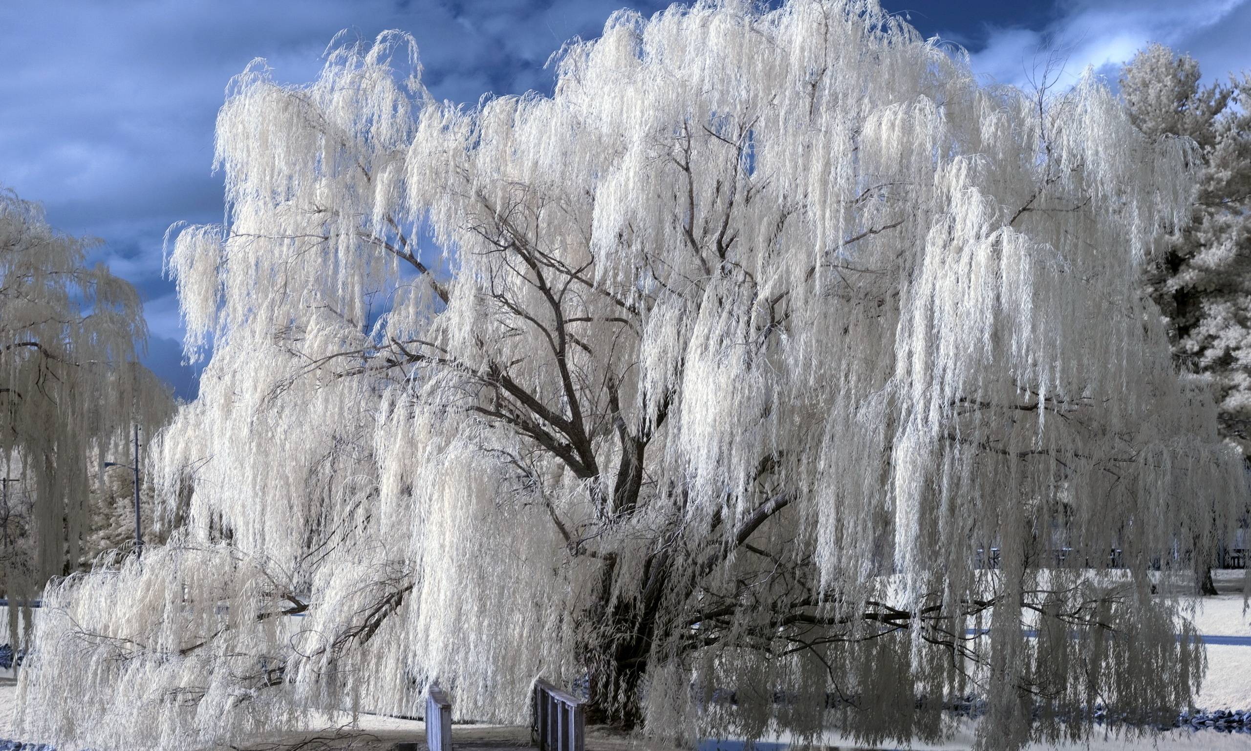 Willow Tree Wallpapers - Top Free Willow Tree Backgrounds - WallpaperAccess