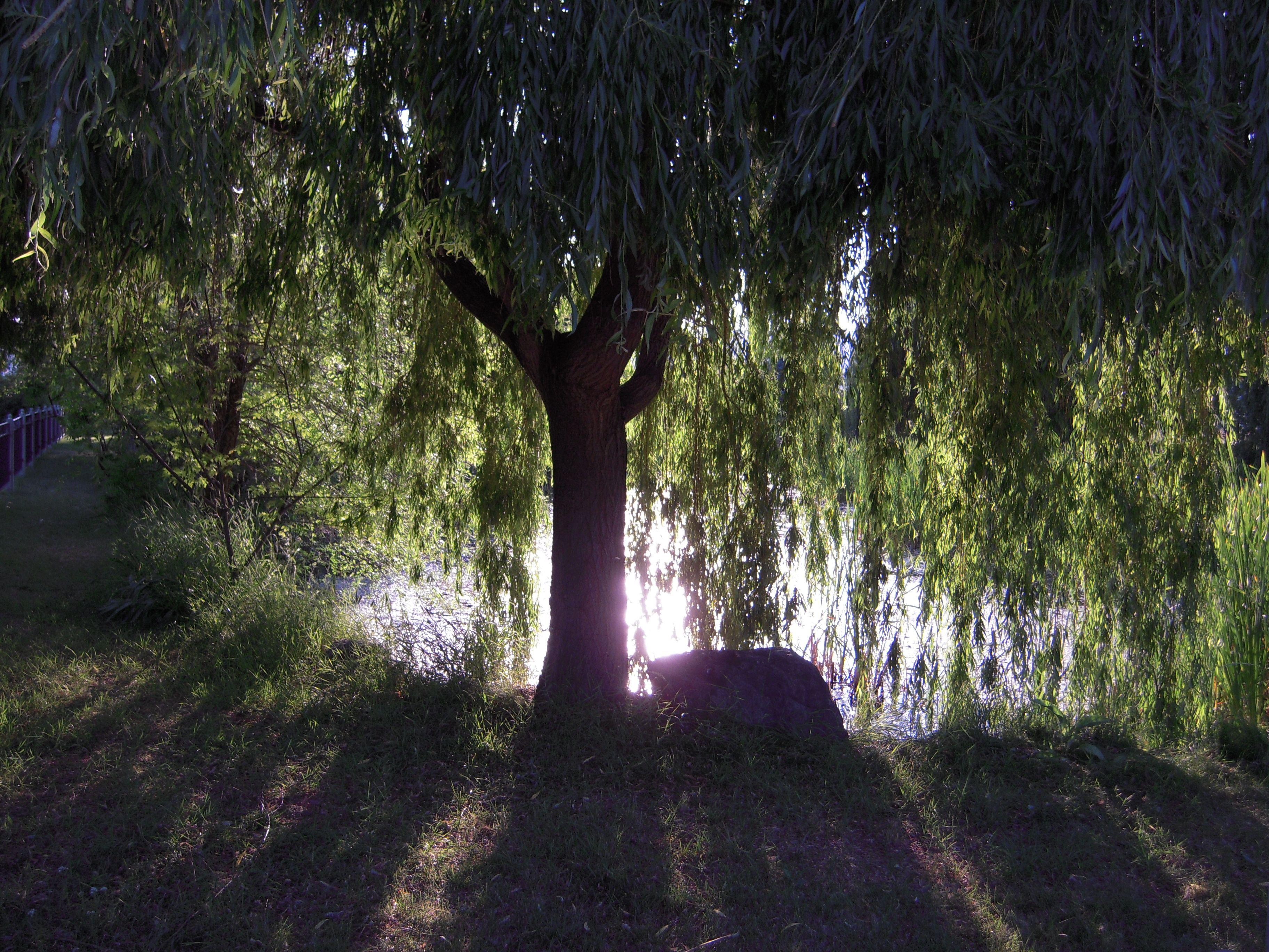 Willow Tree Wallpapers - Top Free Willow Tree Backgrounds - WallpaperAccess