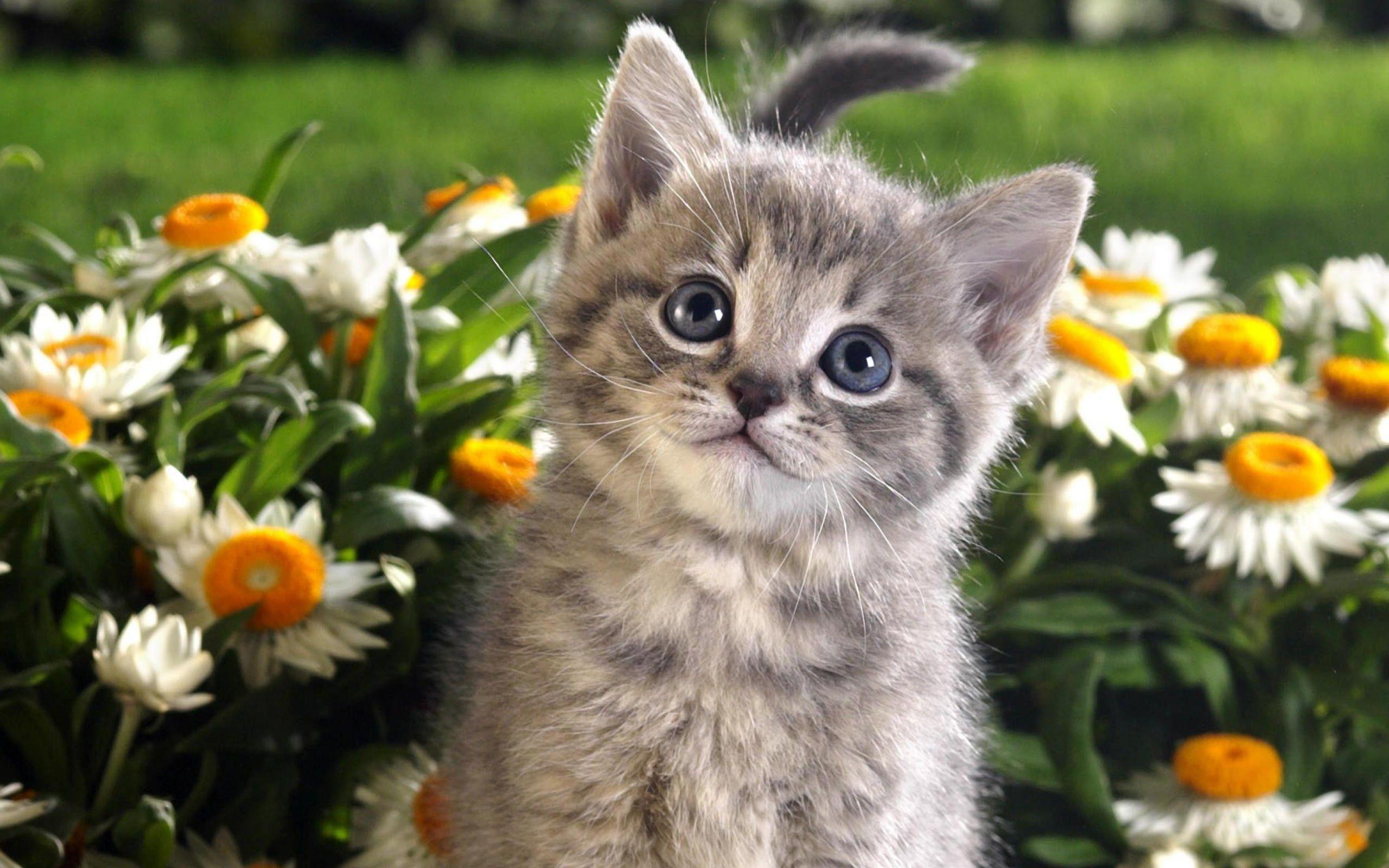 Springtime Cat Wallpapers - Top Free Springtime Cat Backgrounds ...