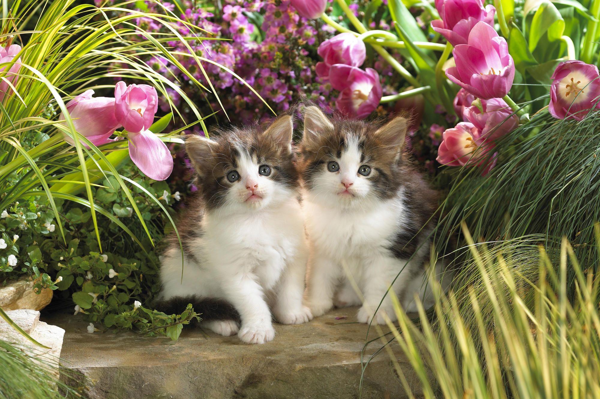 Springtime Cat Wallpapers - Top Free Springtime Cat Backgrounds ...