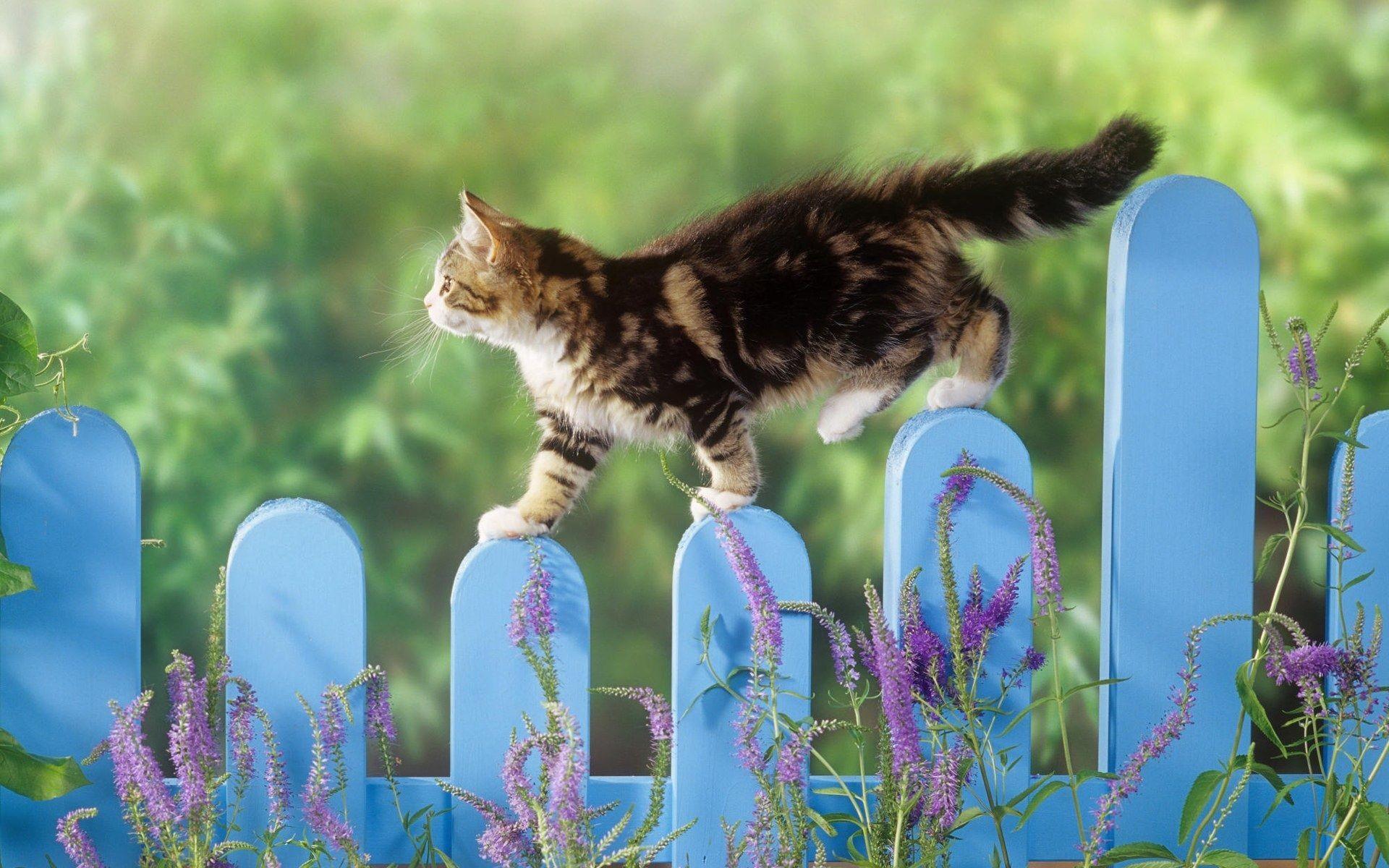 Spring Cat Wallpapers - Top Free Spring Cat Backgrounds - WallpaperAccess