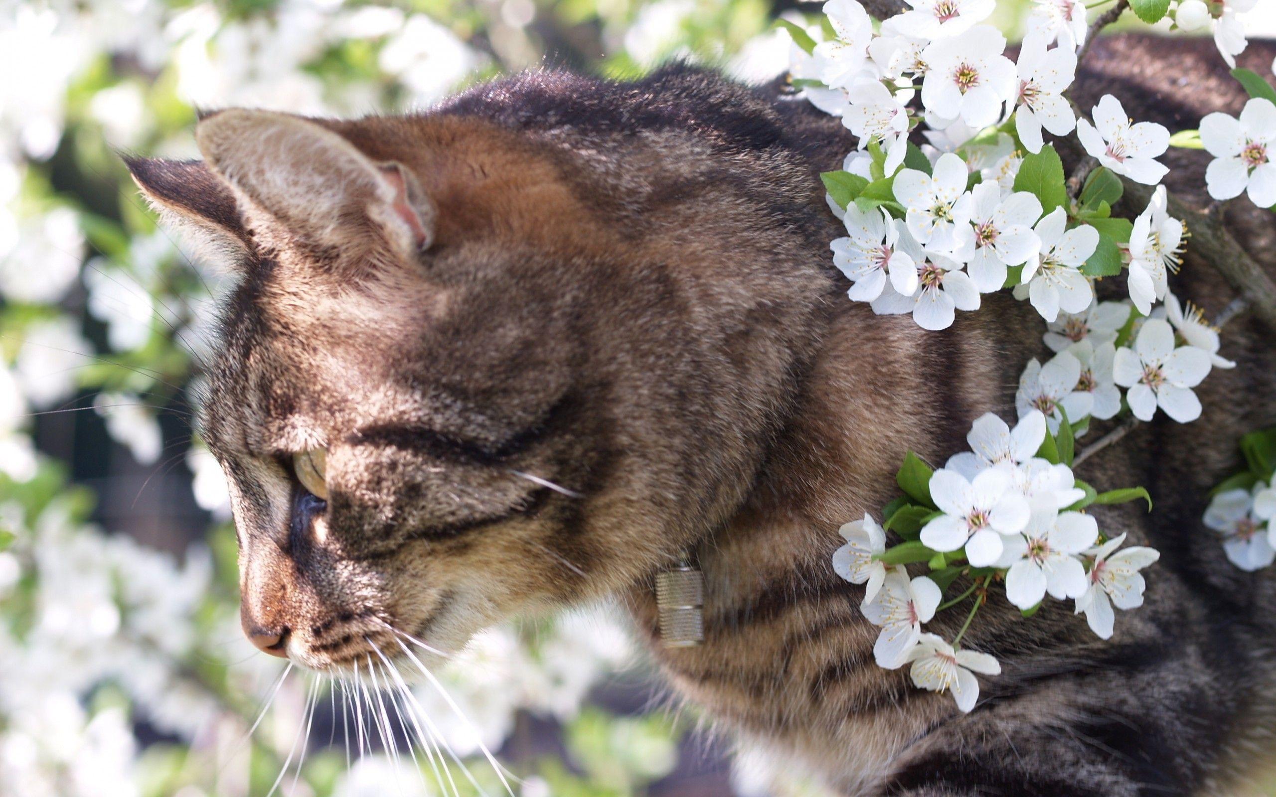 Springtime Cat Wallpapers - Top Free Springtime Cat Backgrounds ...