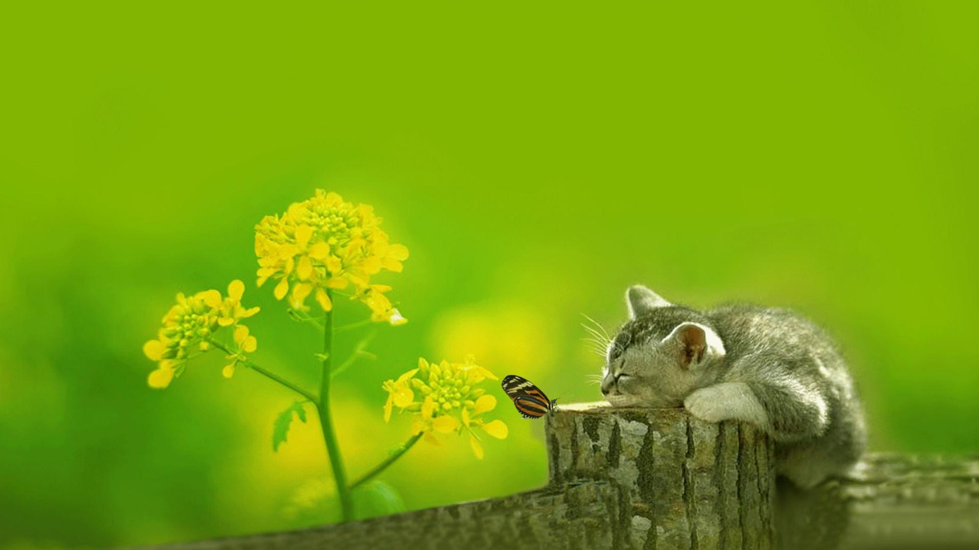 Cute Spring Cats Wallpapers - Top Free Cute Spring Cats Backgrounds ...