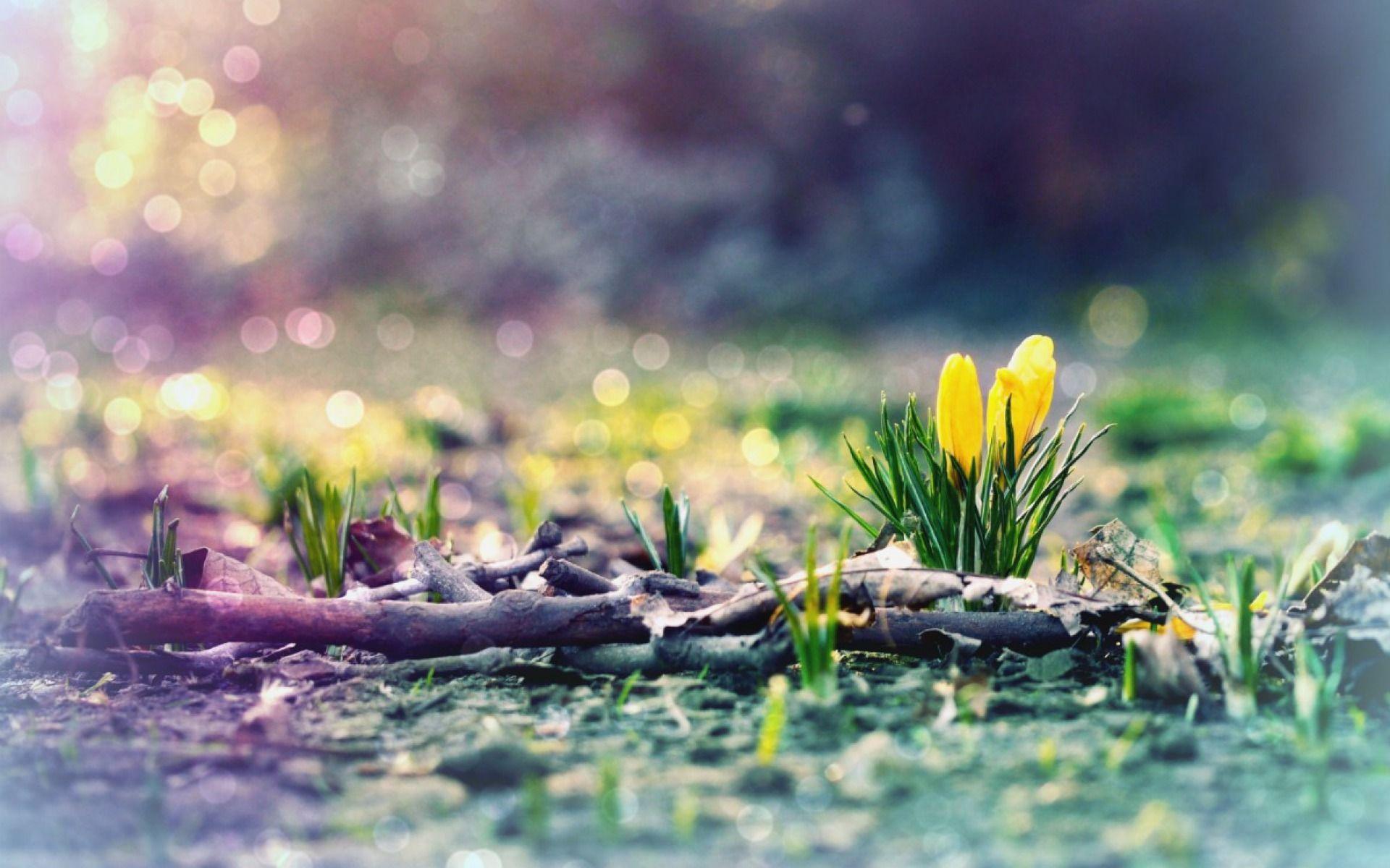 Springtime Nature Wallpapers - Top Free Springtime Nature Backgrounds ...