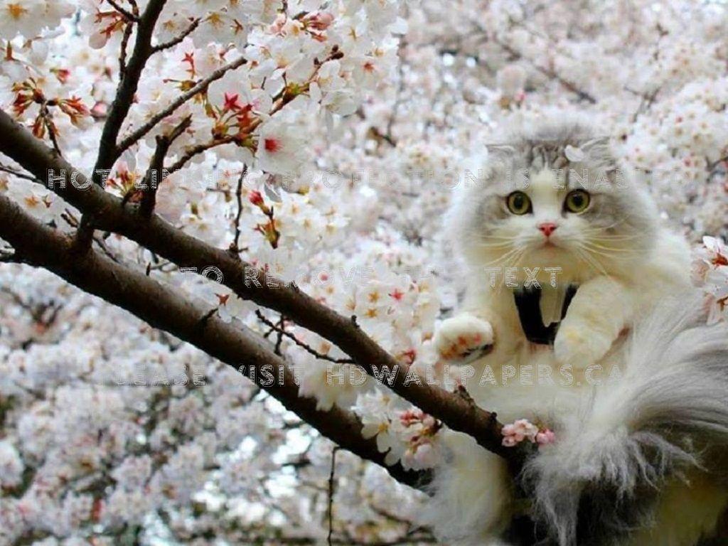 Springtime Cat Wallpapers - Top Free Springtime Cat Backgrounds ...