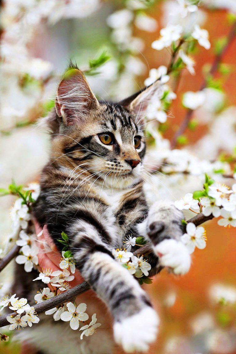 Springtime Cat Wallpapers - Top Free Springtime Cat Backgrounds ...