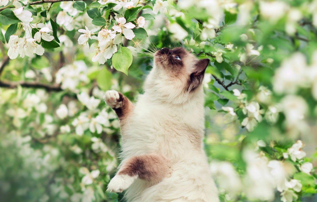 Springtime Cat Wallpapers - Top Free Springtime Cat Backgrounds ...
