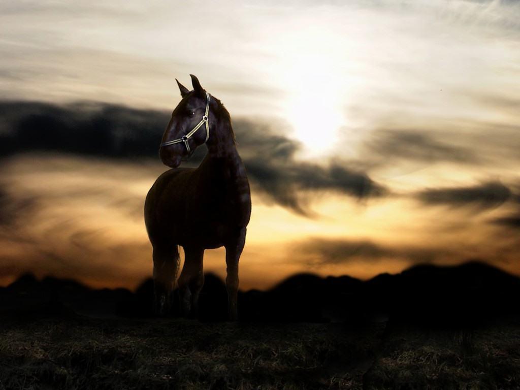 Dark Horse Wallpapers - Top Free Dark Horse Backgrounds - WallpaperAccess