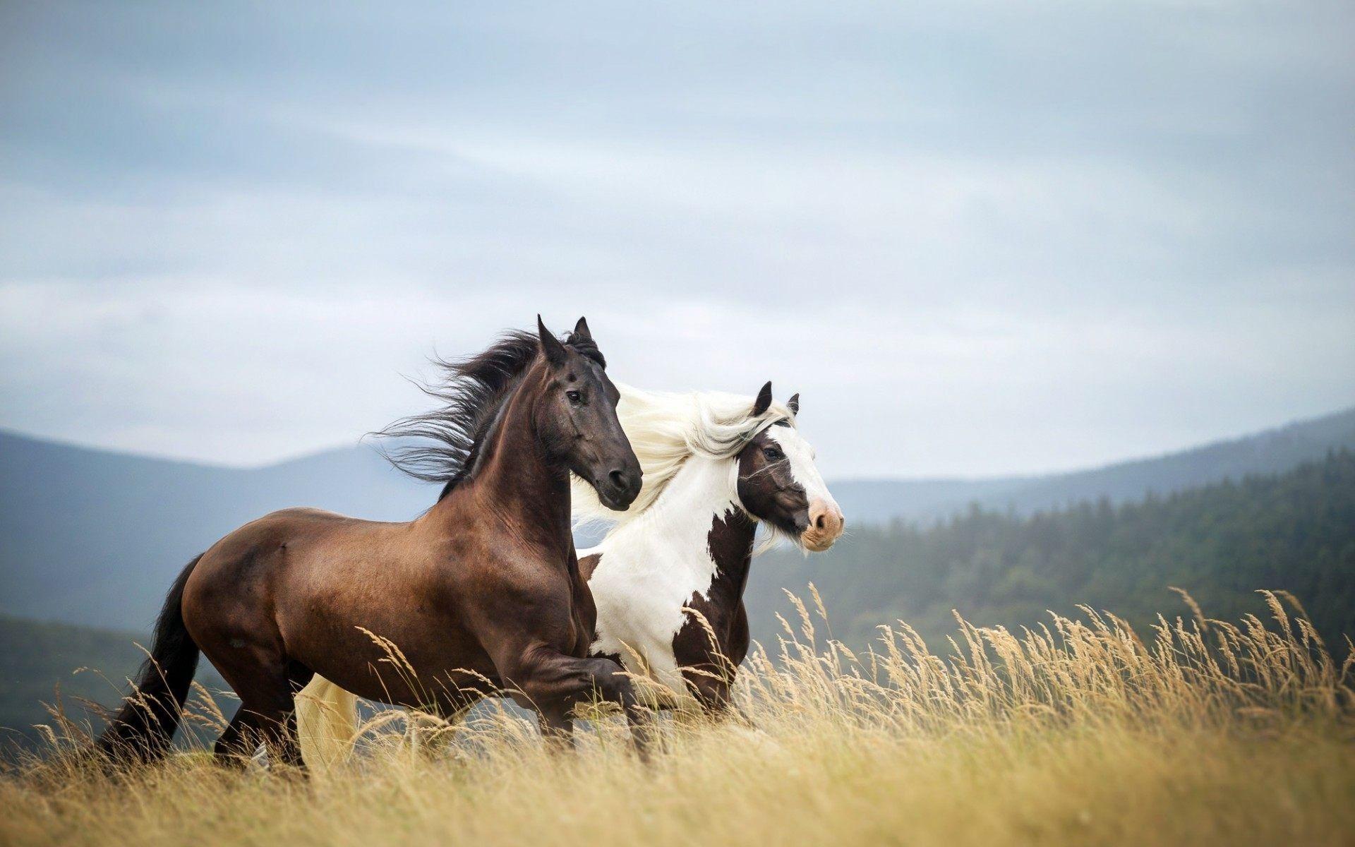 Wild Horse Wallpapers - Top Free Wild Horse Backgrounds - WallpaperAccess