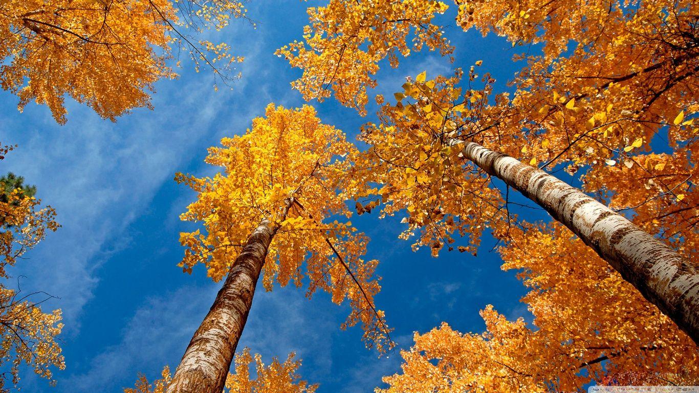 1366 X 768 Fall Wallpapers - Top Free 1366 X 768 Fall Backgrounds ...