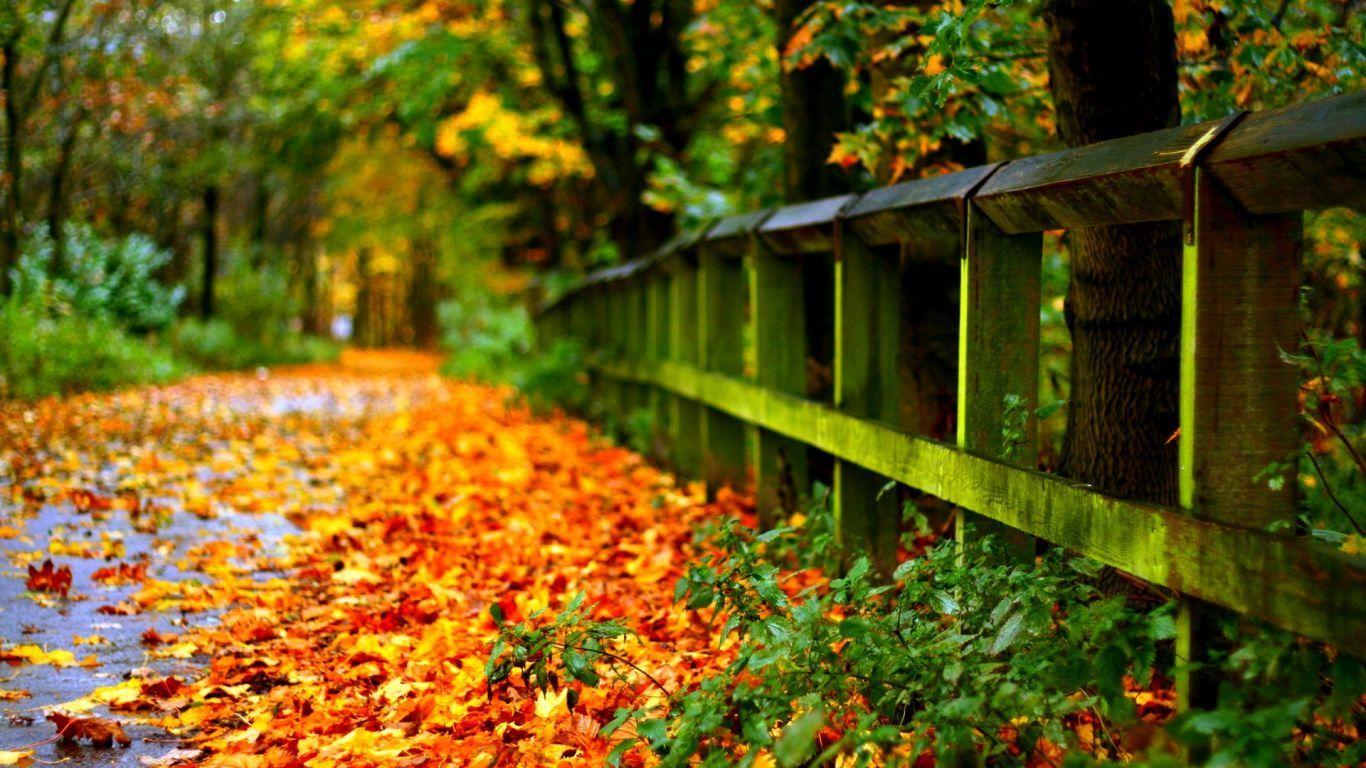 1366 X 768 Fall Wallpapers - Top Free 1366 X 768 Fall Backgrounds ...