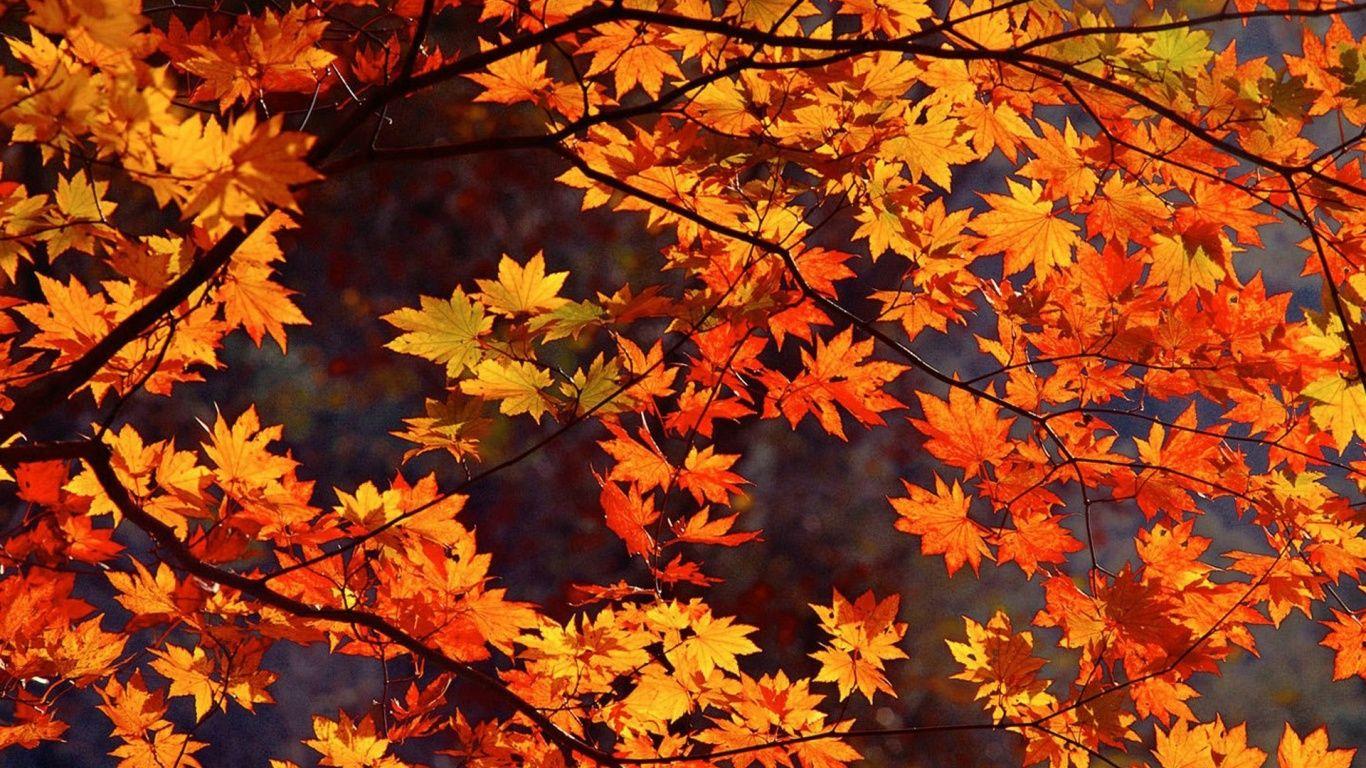 1366 X 768 Fall Wallpapers - Top Free 1366 X 768 Fall Backgrounds ...