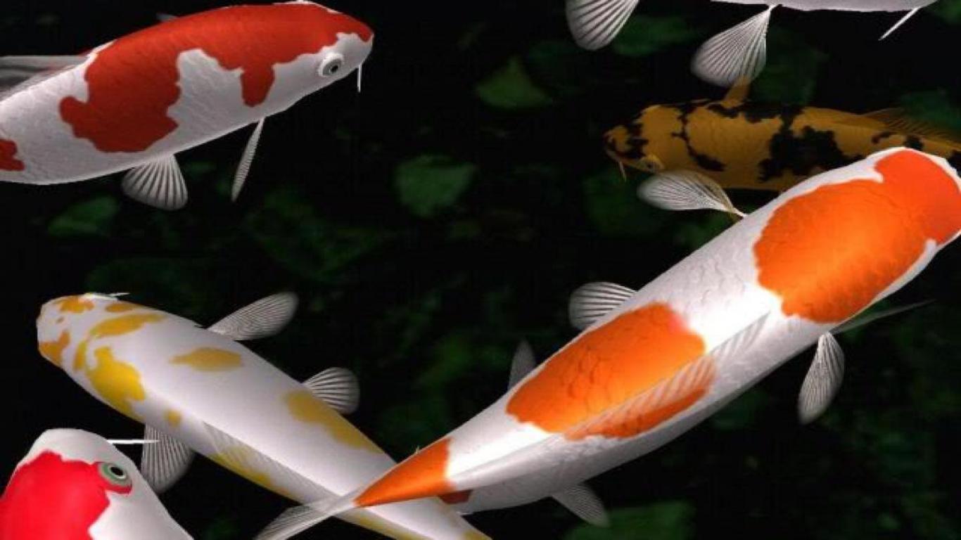 3D Koi Wallpapers - Top Free 3D Koi Backgrounds - WallpaperAccess