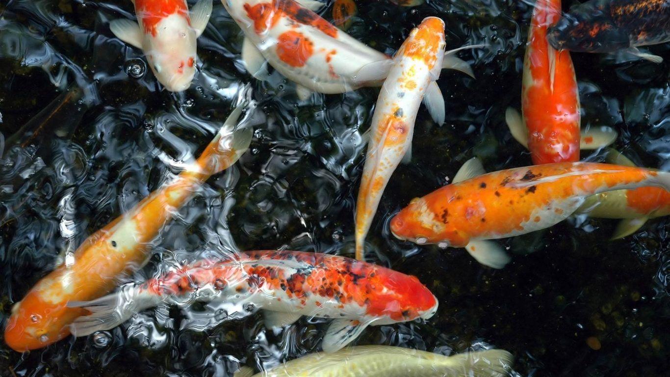 3D Koi Wallpapers - Top Free 3D Koi Backgrounds - WallpaperAccess