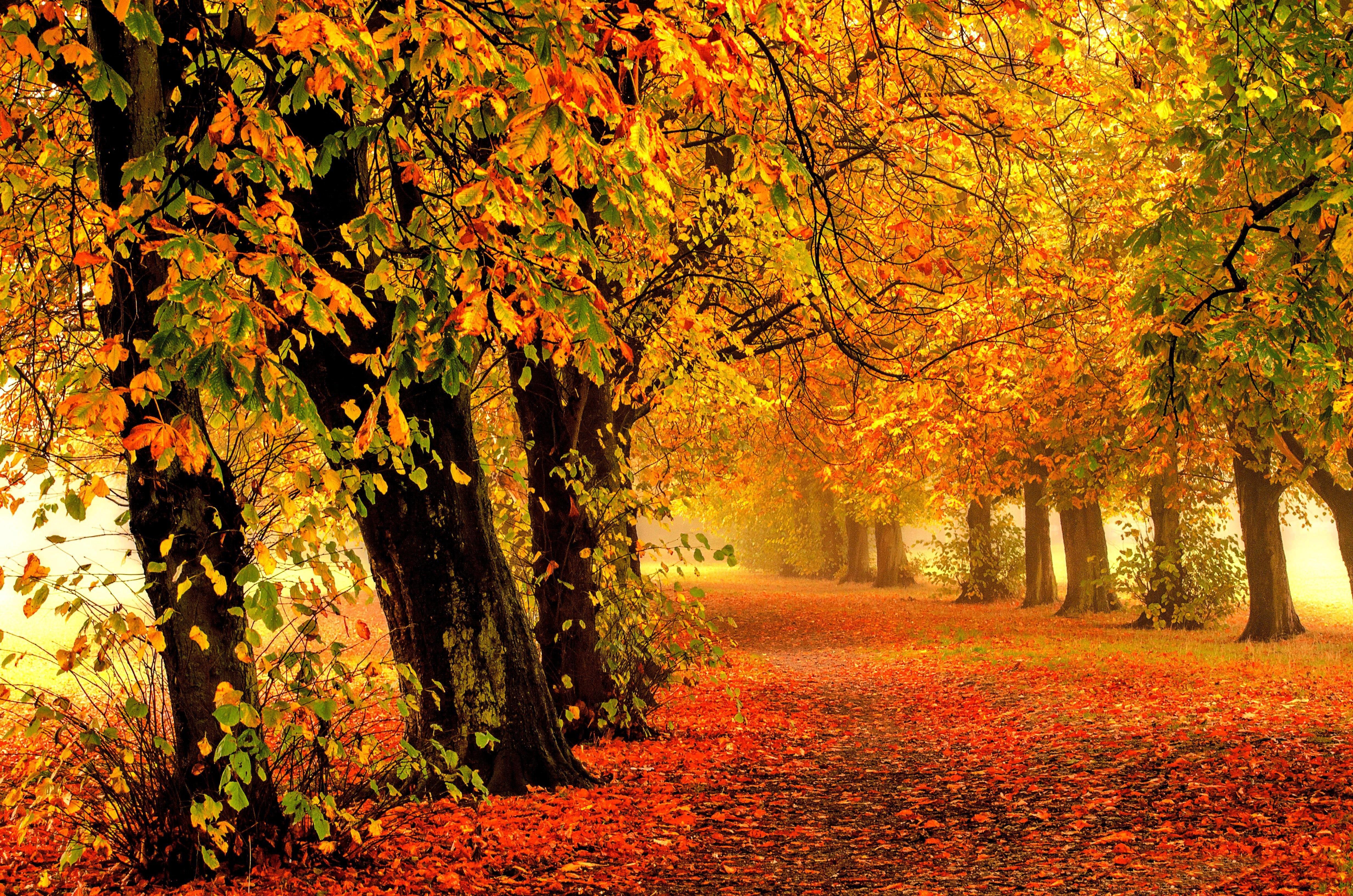 4K Autumn Wallpapers - Top Free 4K Autumn Backgrounds - WallpaperAccess
