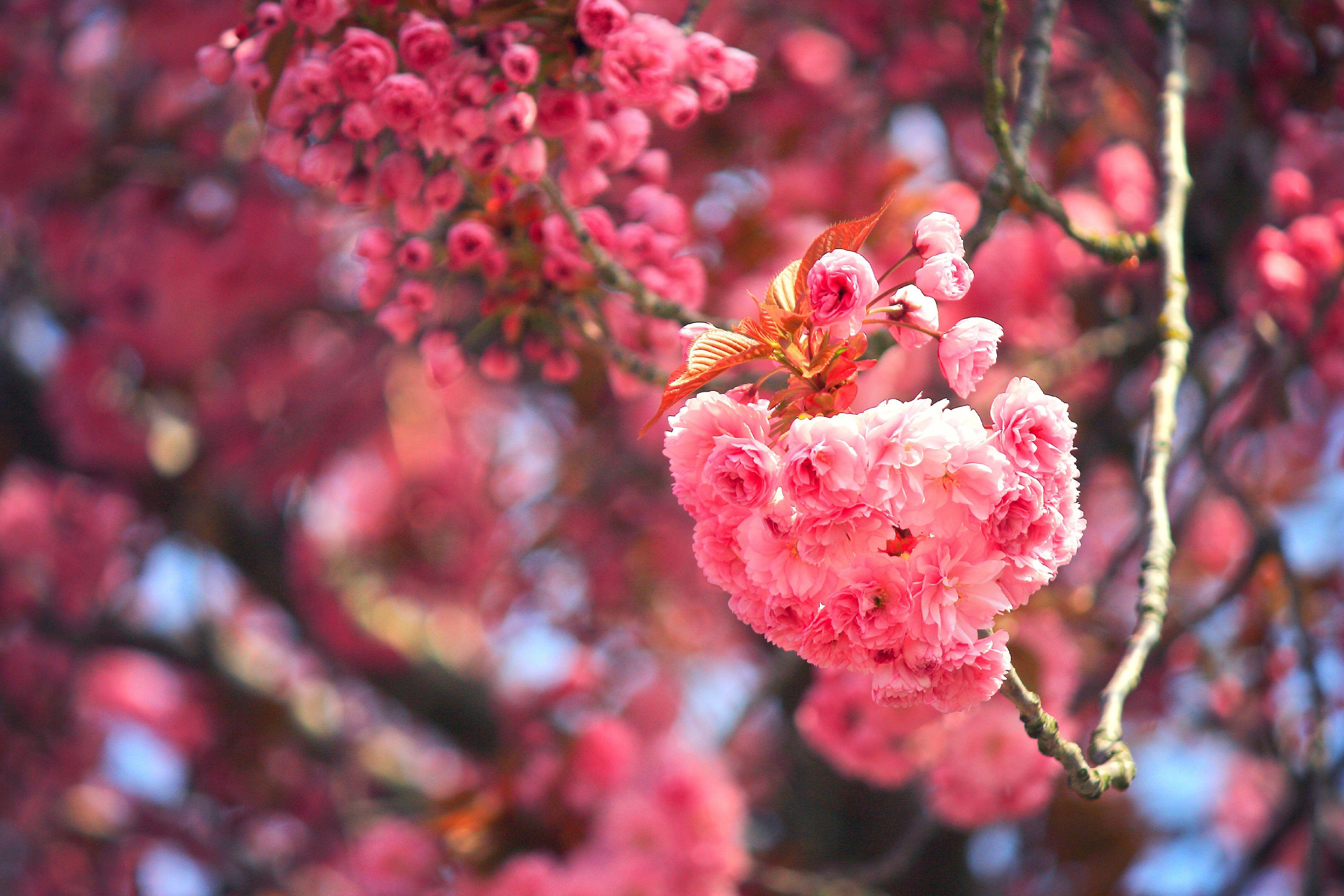 4K Cherry Blossom Wallpapers - Top Free 4K Cherry Blossom Backgrounds ...