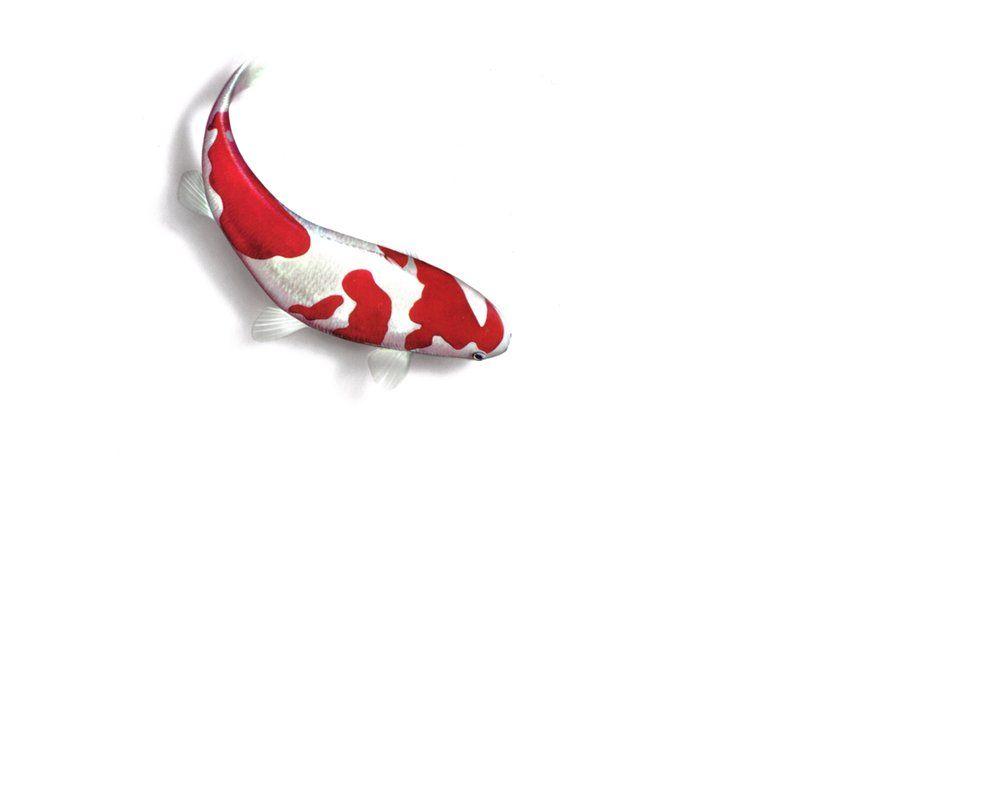 Koi Fish Wallpapers - Top Free Koi Fish Backgrounds - WallpaperAccess