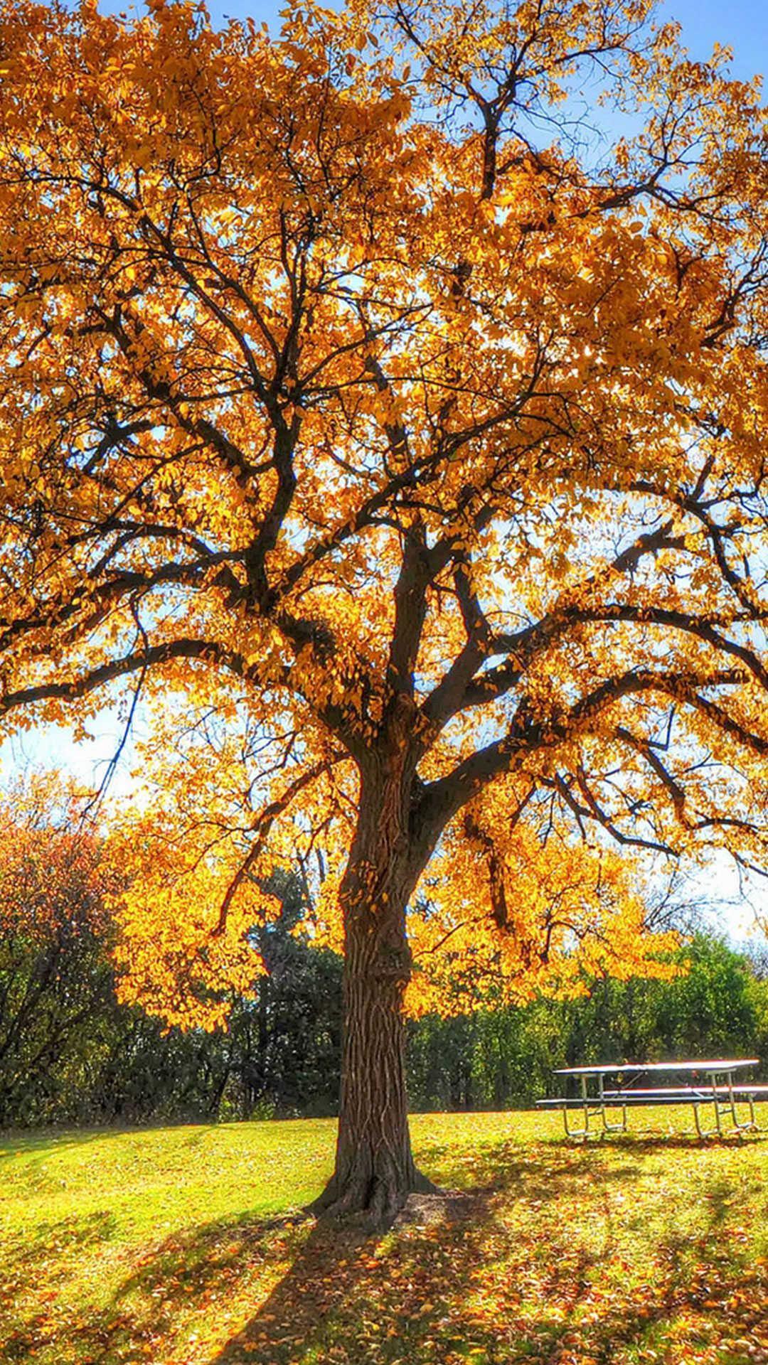 Pokemon Autumn Wallpapers - Top Free Pokemon Autumn Backgrounds ...