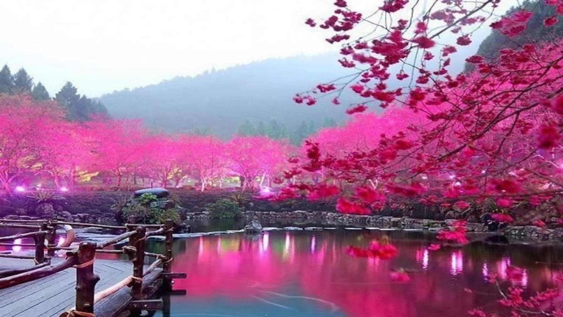 4K Cherry Blossom Wallpapers - Top Free 4K Cherry Blossom Backgrounds ...