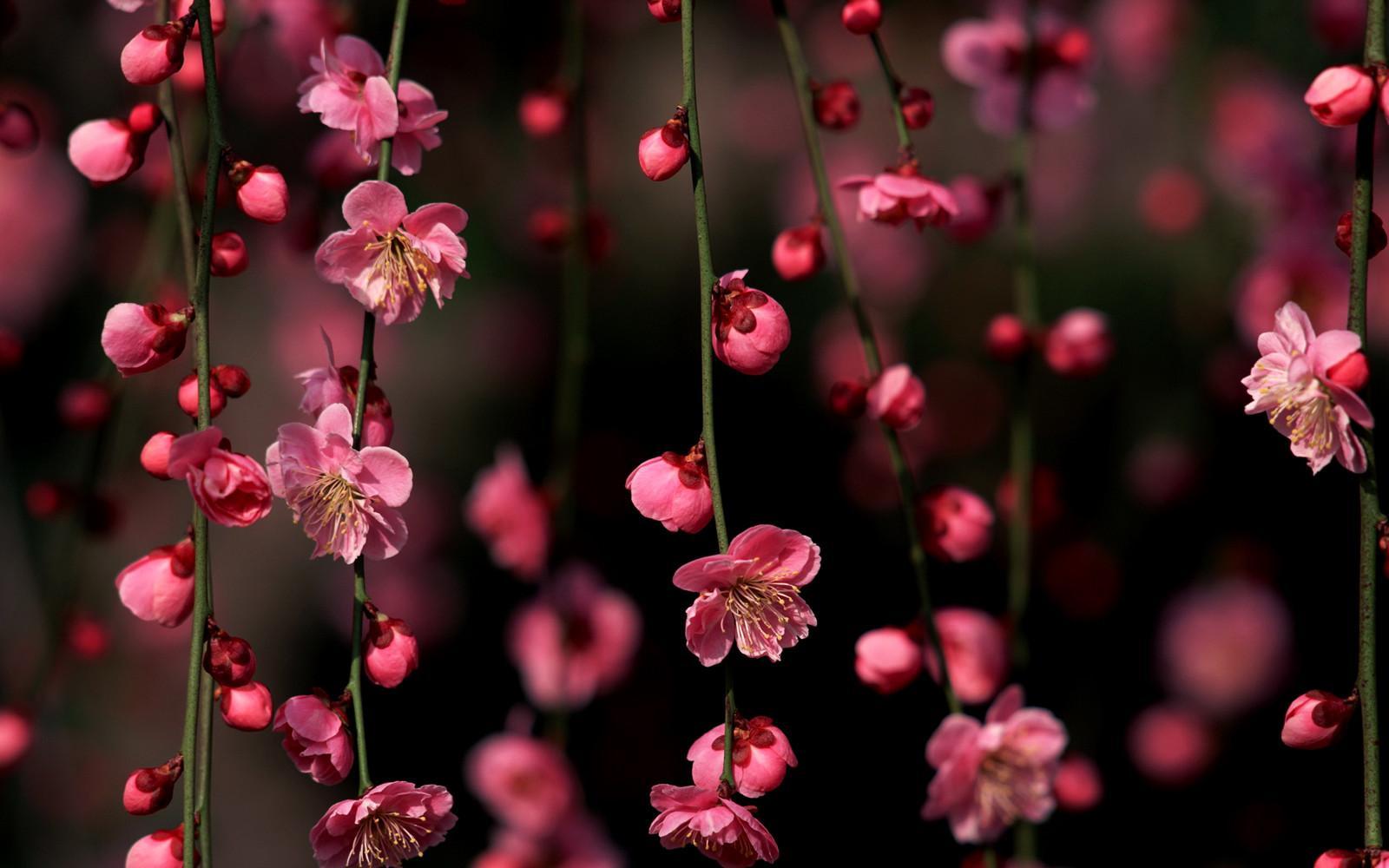 4K Cherry Blossom Wallpapers - Top Free 4K Cherry Blossom Backgrounds ...