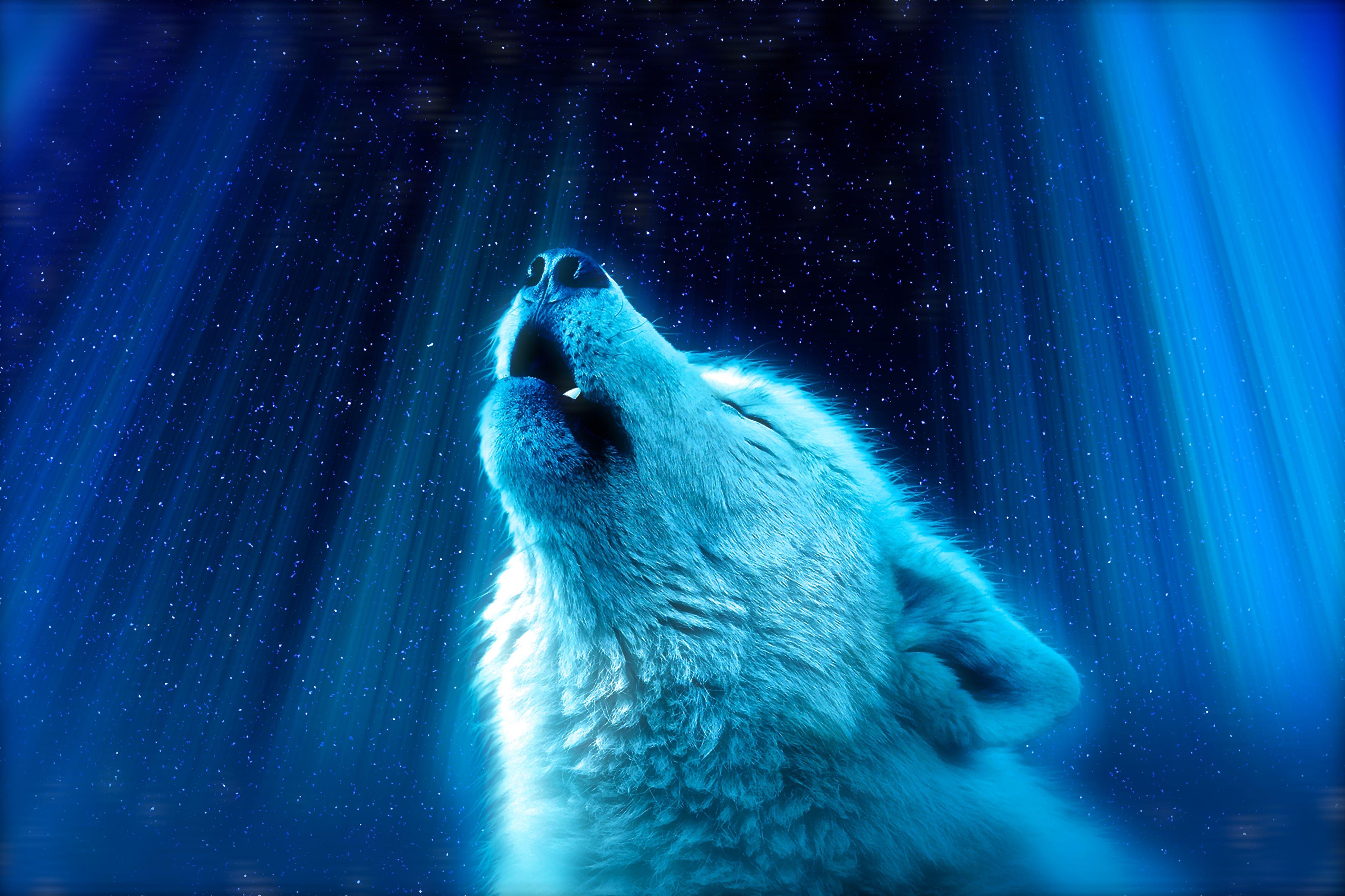 Light Wolf Wallpapers - Top Free Light Wolf Backgrounds - WallpaperAccess