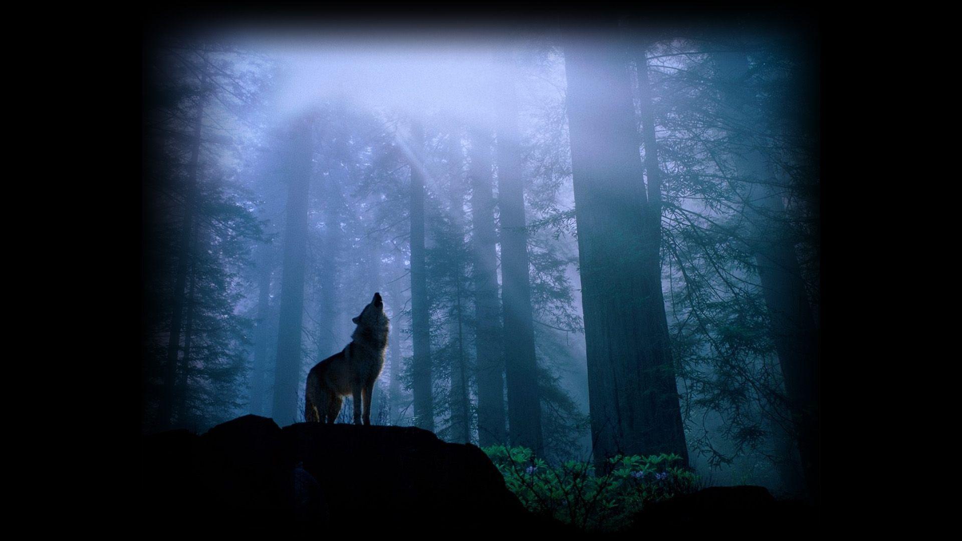 Light Wolf Wallpapers - Top Free Light Wolf Backgrounds - WallpaperAccess