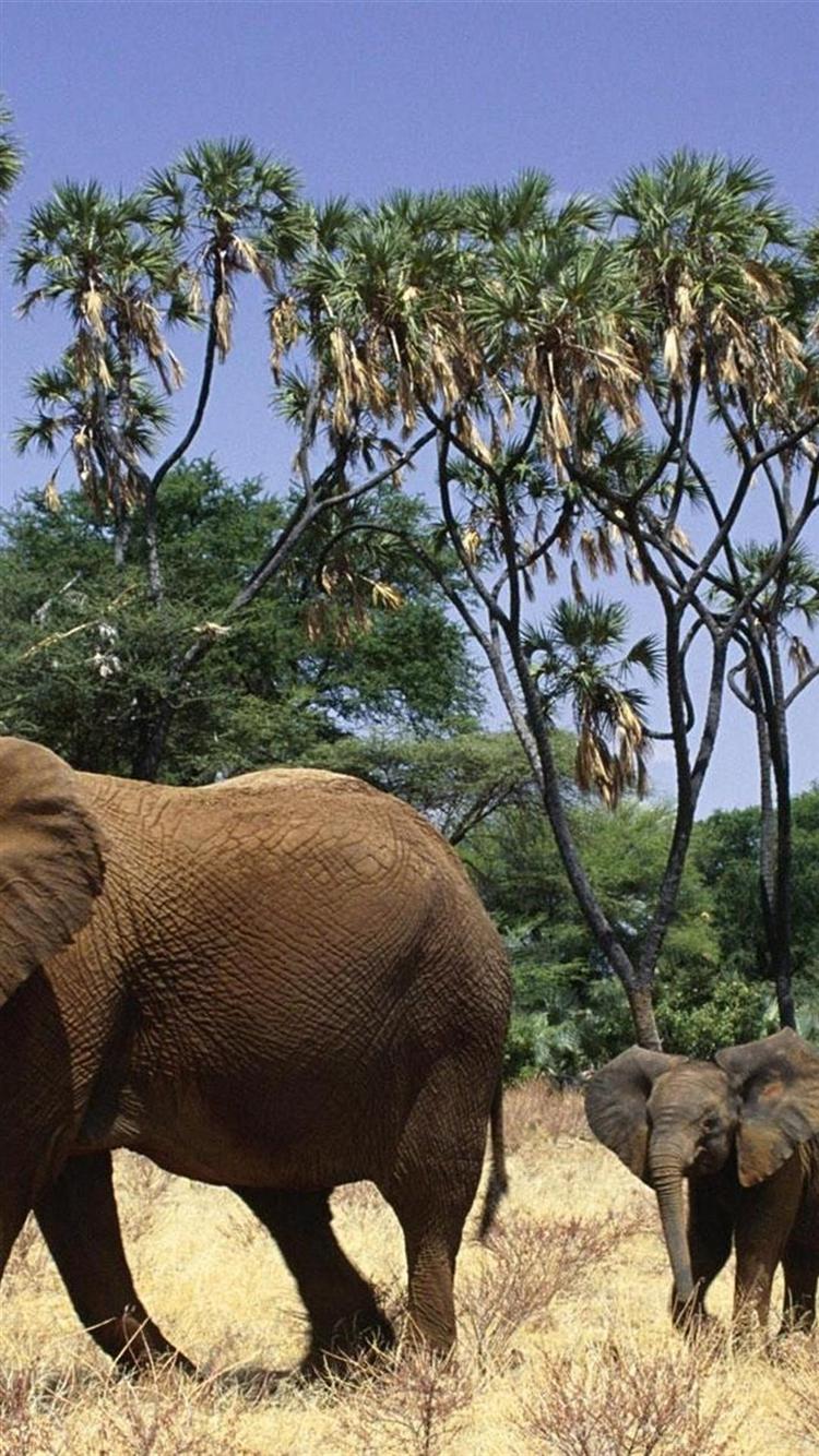 Elephant iPhone Wallpapers - Top Free Elephant iPhone Backgrounds ...