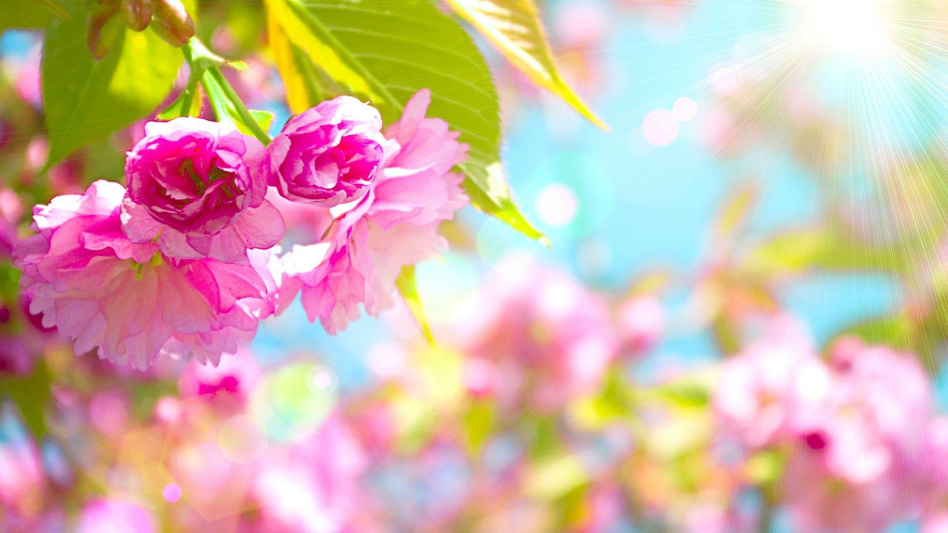 Early Spring Flowers Wallpapers - Top Free Early Spring Flowers ...