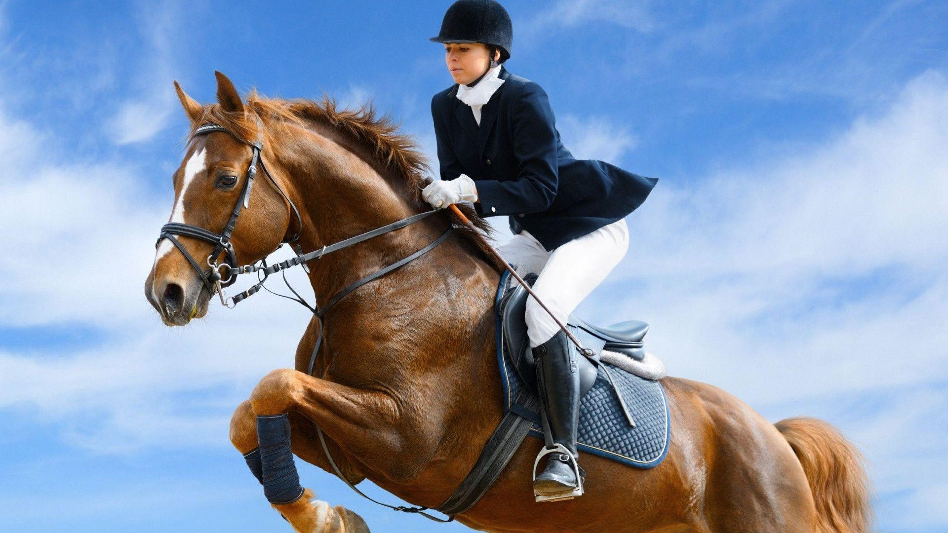 Equestrian Wallpapers - Top Free Equestrian Backgrounds - WallpaperAccess