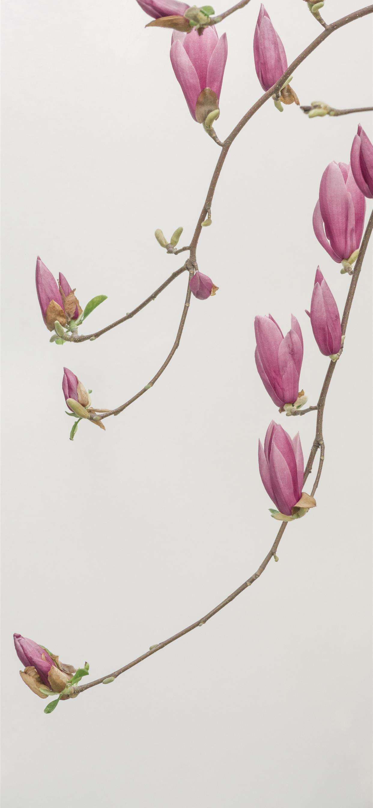 Solid iPhone Wallpapers - Top Free Solid iPhone Backgrounds ...