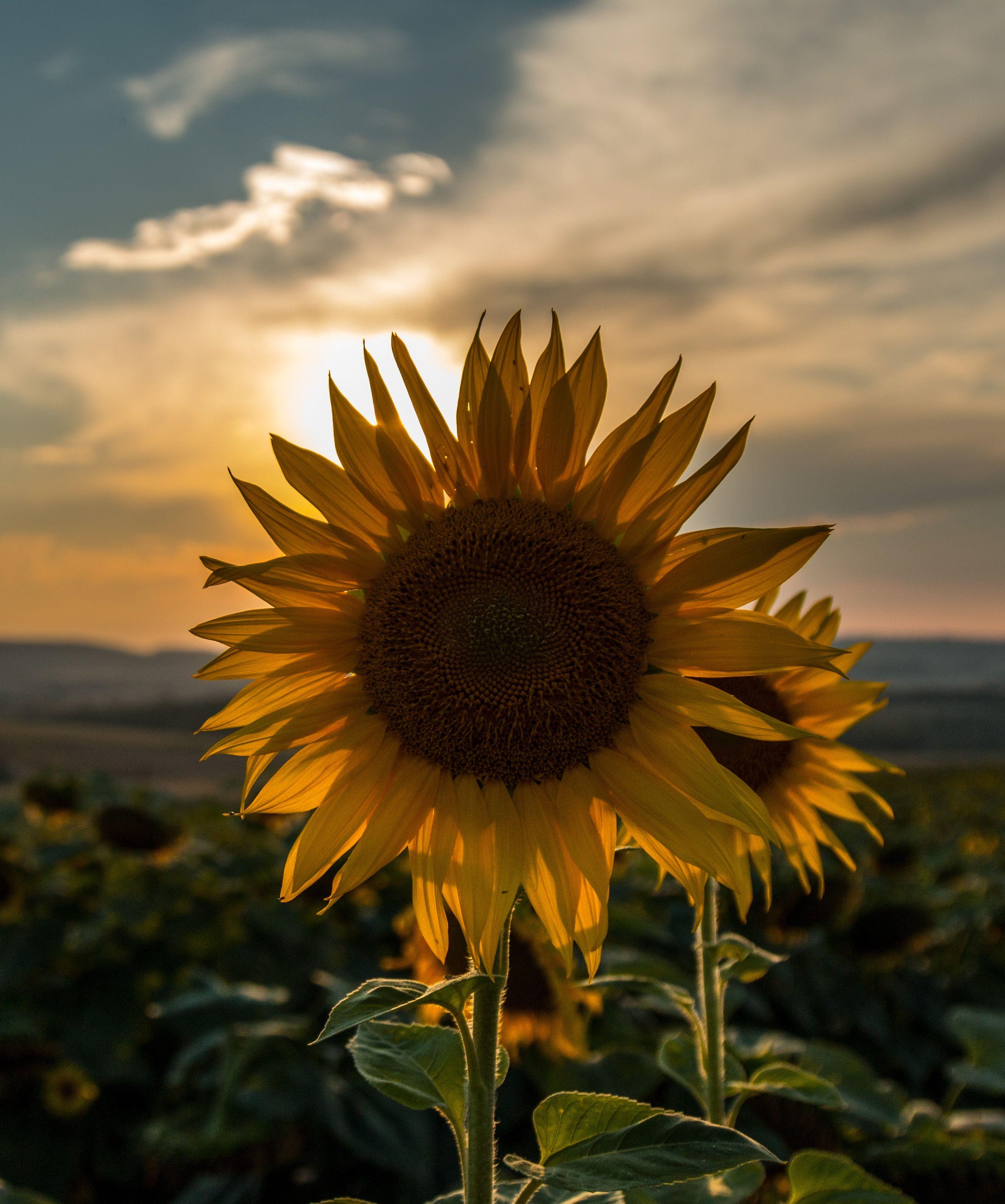 Sunflower Sunset HD Wallpapers - Top Free Sunflower Sunset HD ...
