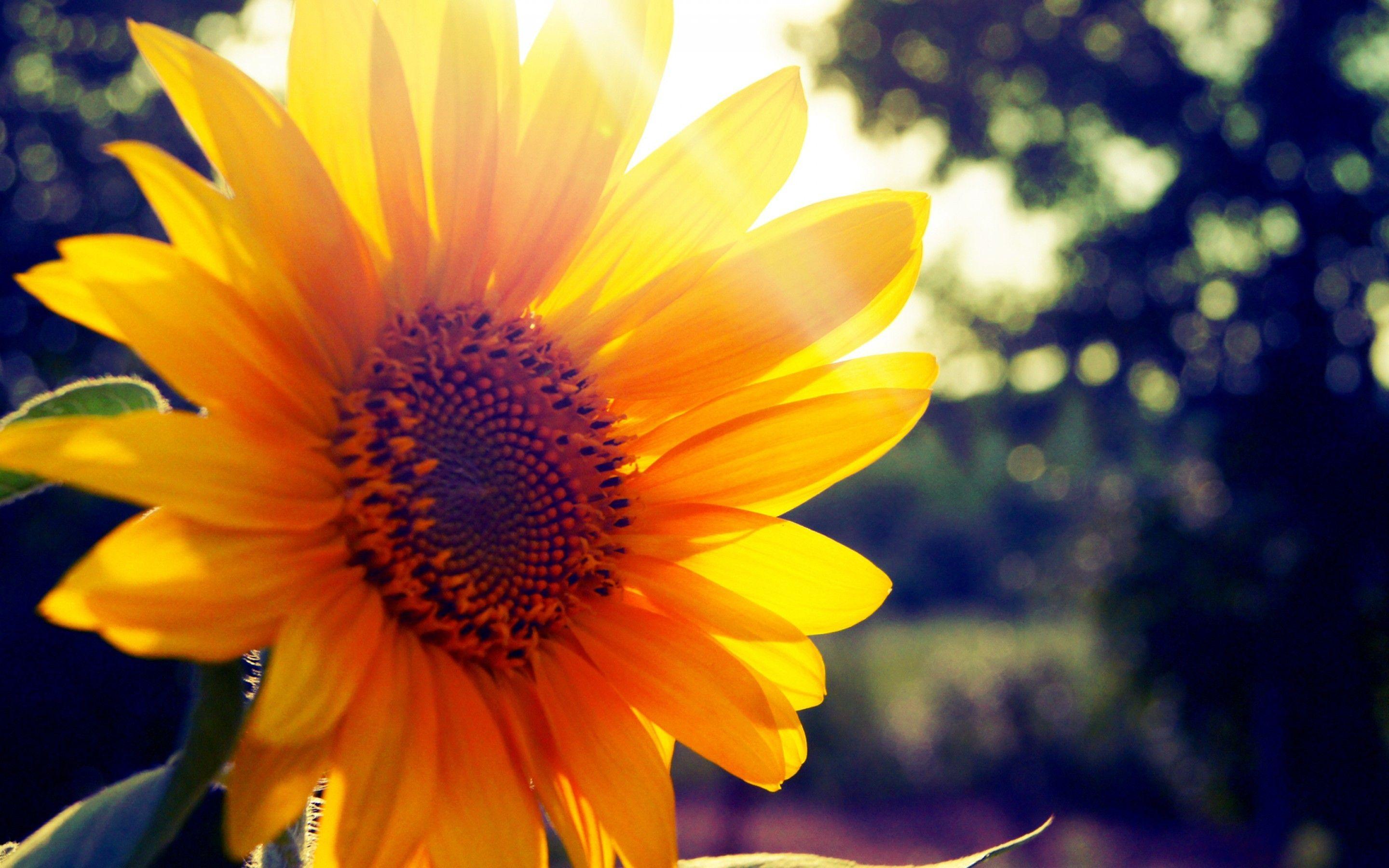Single Sunflower Desktop Wallpapers - Top Free Single Sunflower Desktop ...