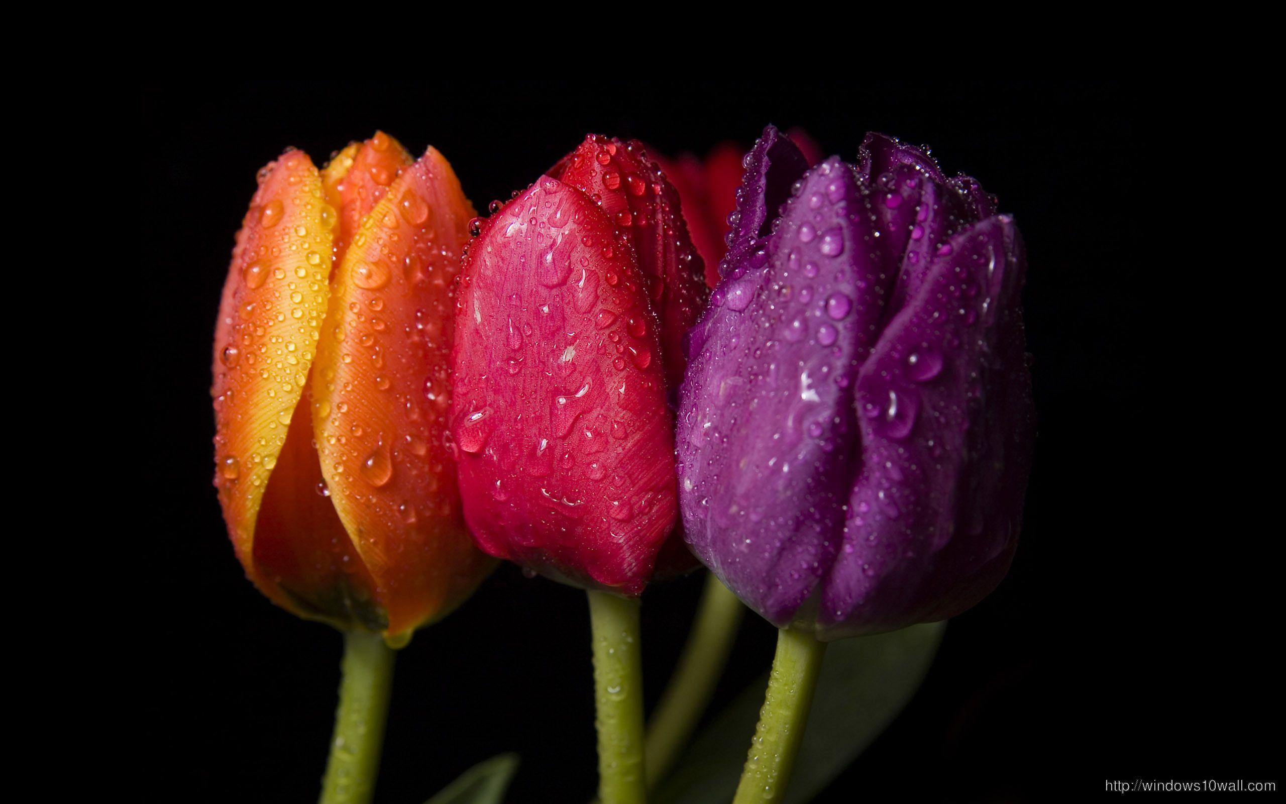 Tulips Laptop Wallpapers - Top Free Tulips Laptop Backgrounds ...