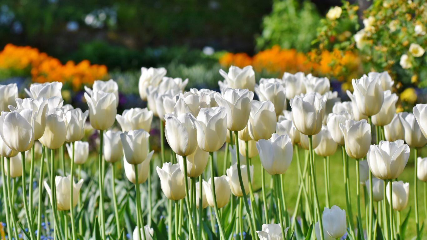 Tulips Laptop Wallpapers - Top Free Tulips Laptop Backgrounds ...