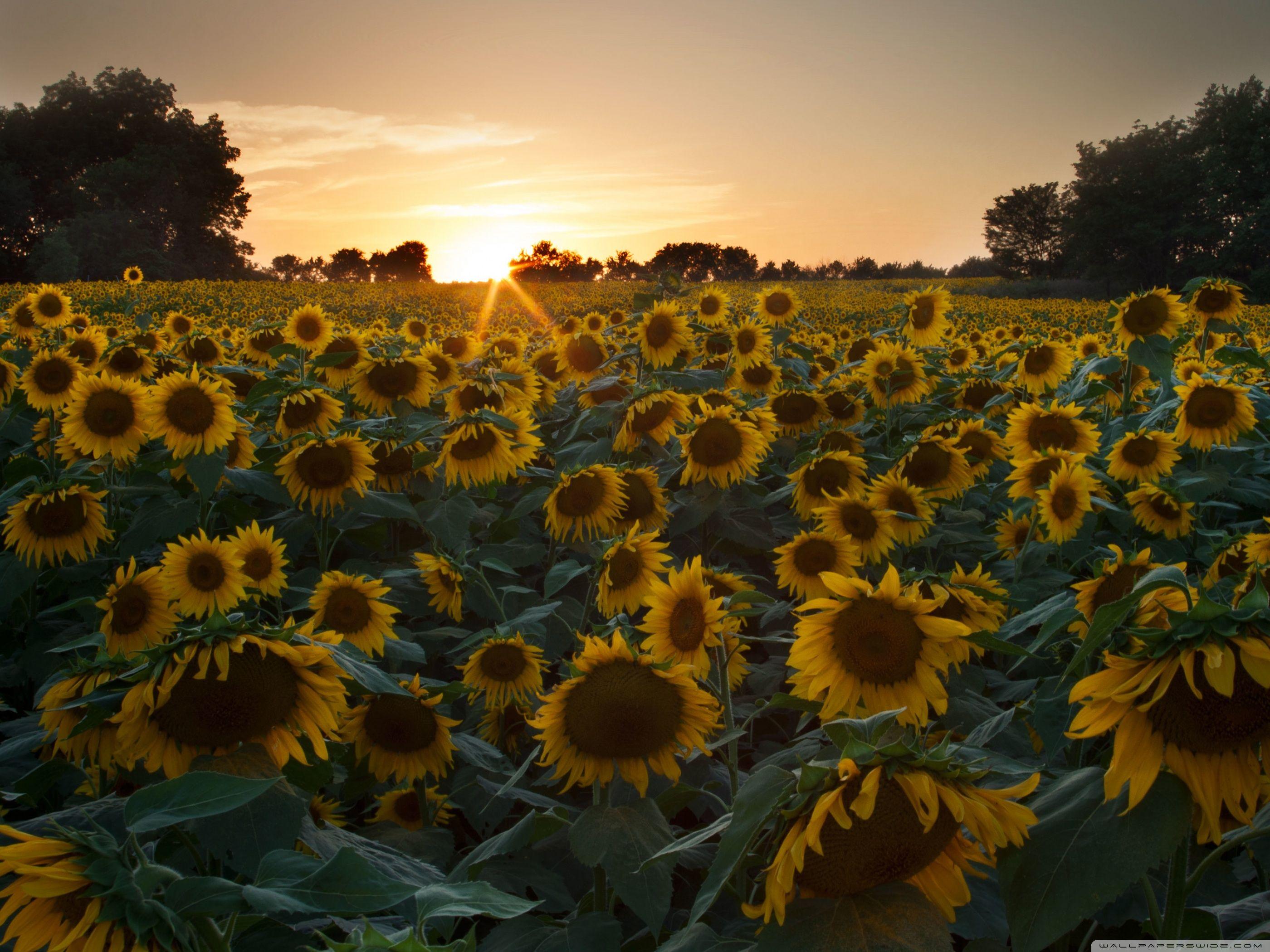 Sunflower Field Sunset Wallpapers - Top Free Sunflower Field Sunset ...