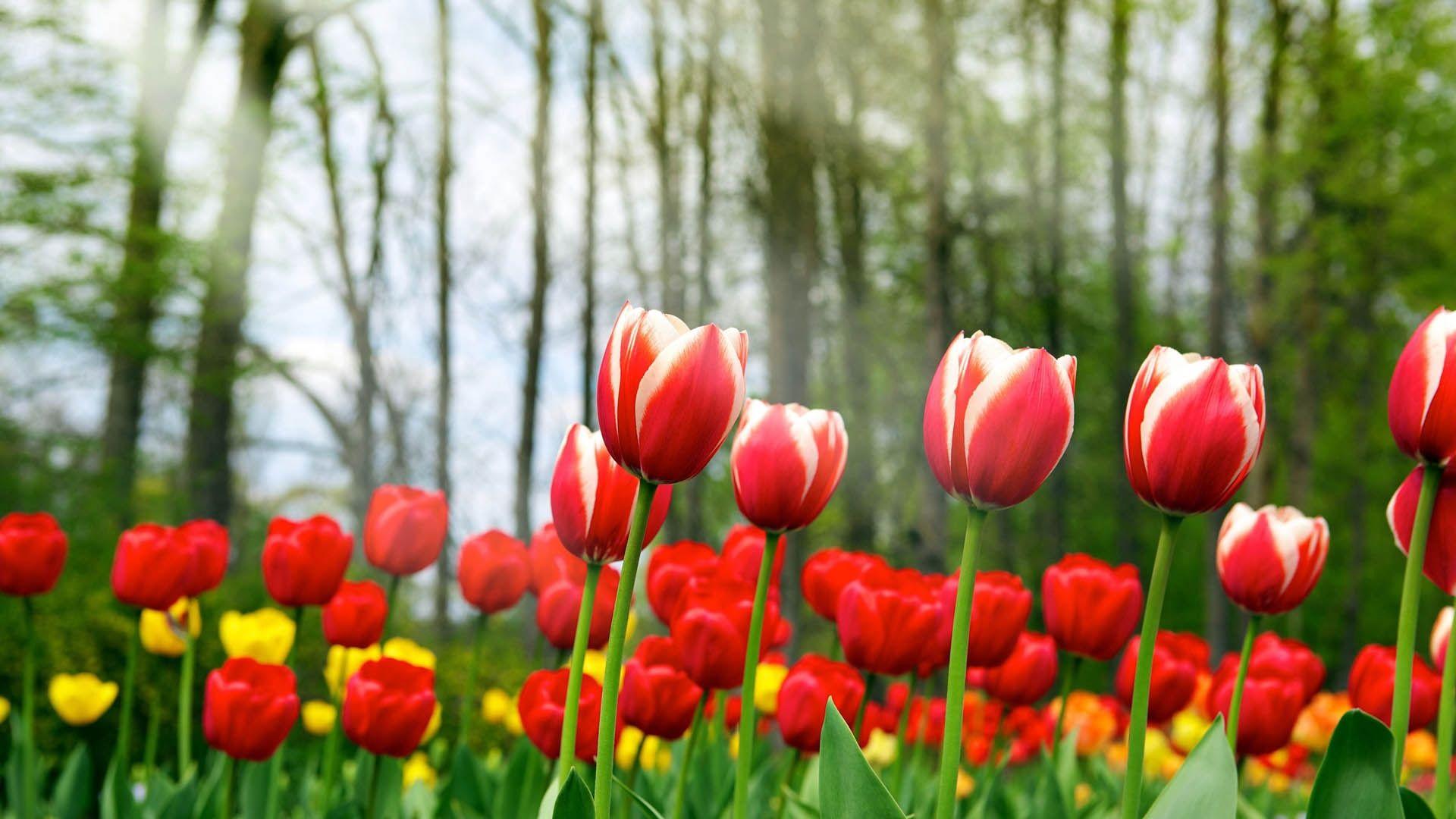 Tulips Laptop Wallpapers - Top Free Tulips Laptop Backgrounds ...