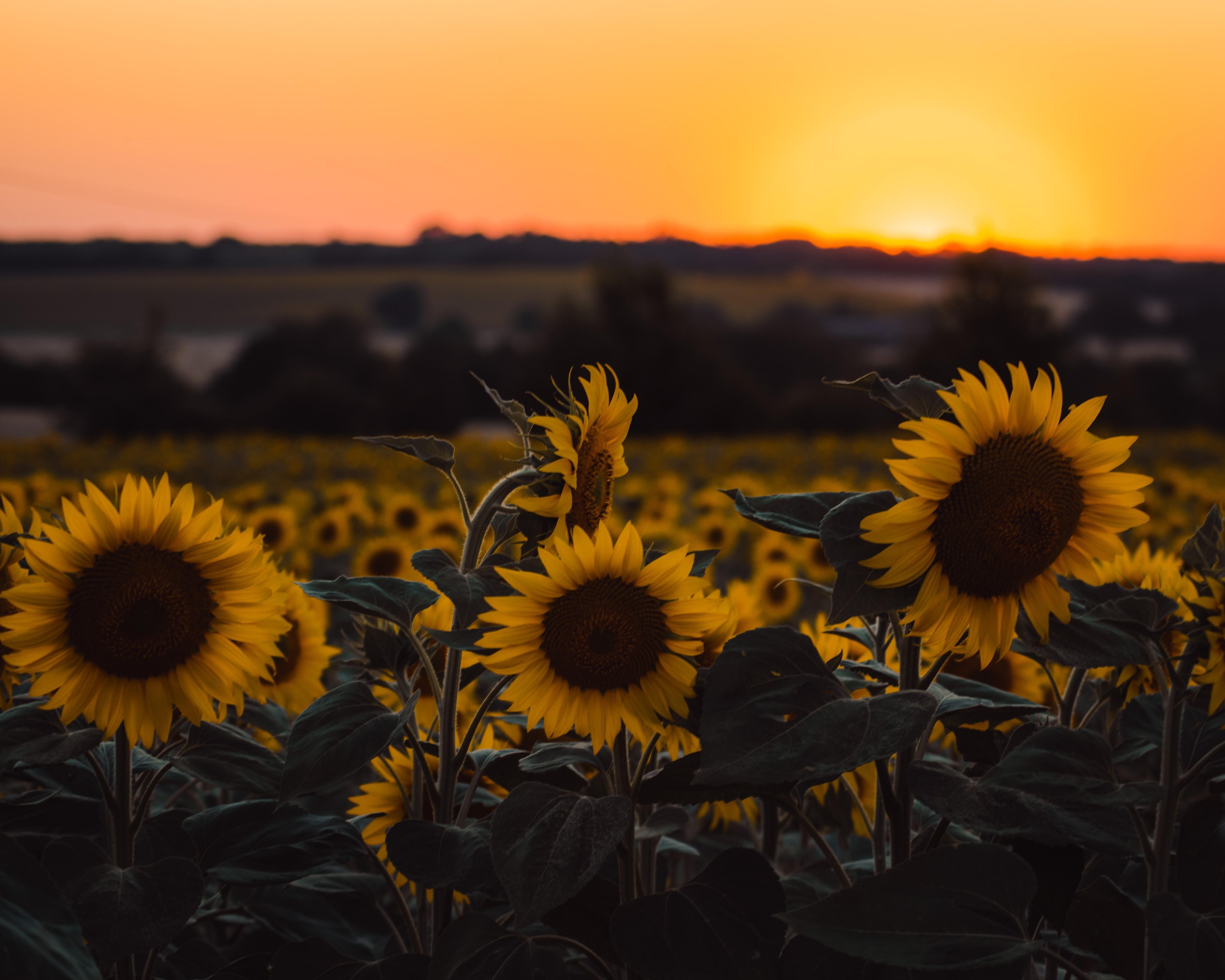 Sunflower Sunset Laptop Wallpapers - Top Free Sunflower Sunset Laptop ...