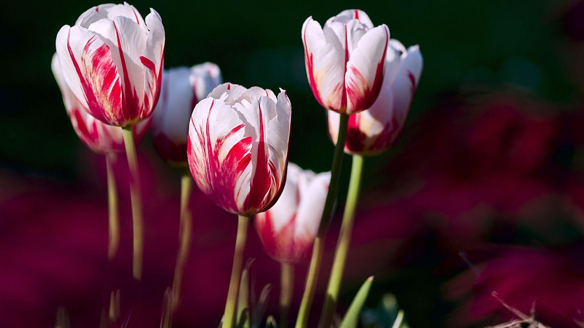 Tulips Laptop Wallpapers - Top Free Tulips Laptop Backgrounds ...
