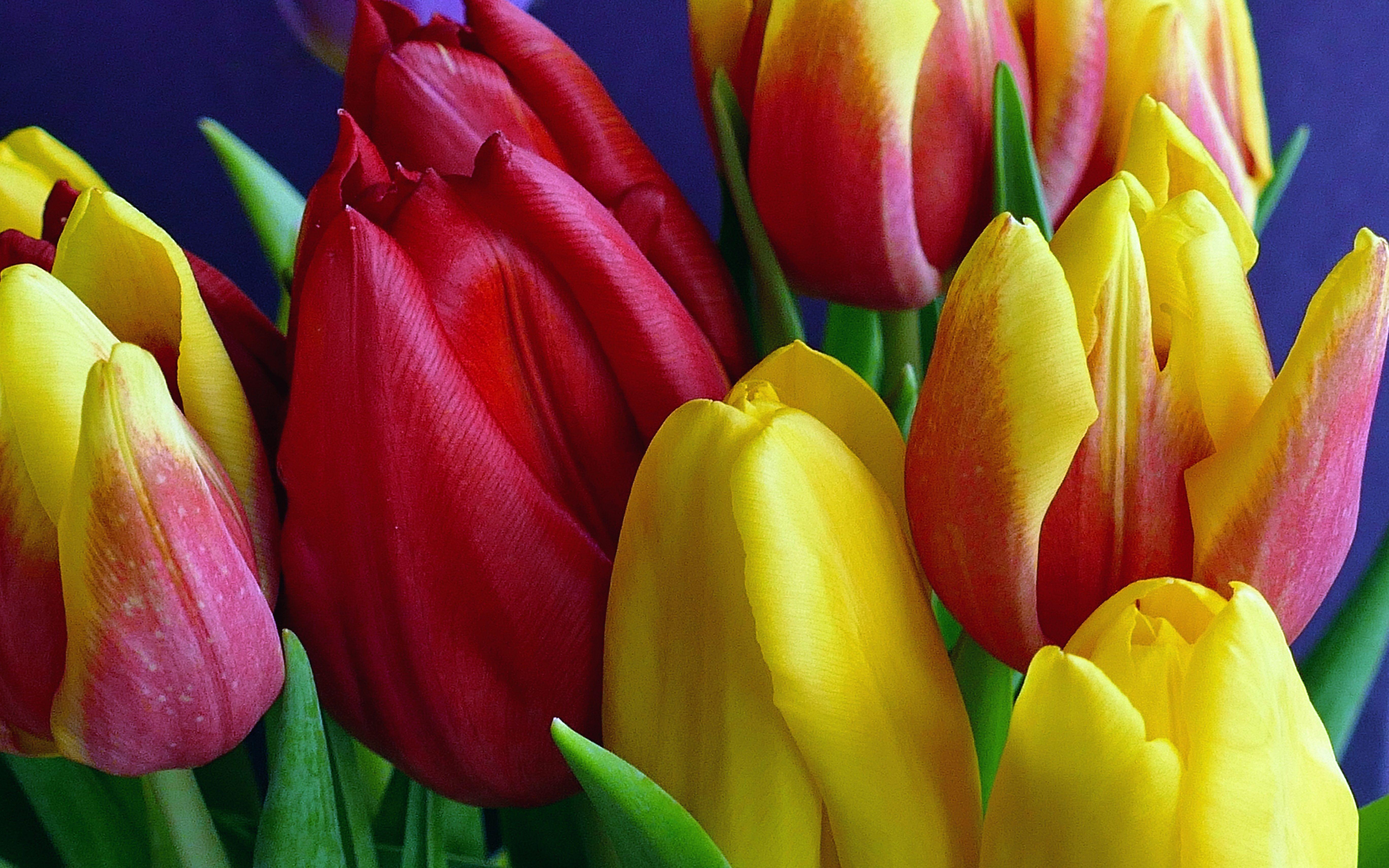Tulips Laptop Wallpapers - Top Free Tulips Laptop Backgrounds ...