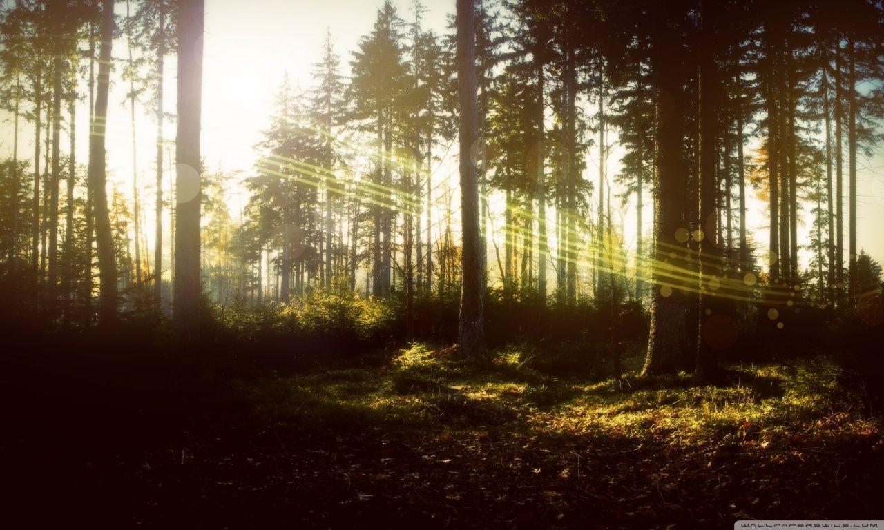 Magical Forest 4K Wallpapers - Top Free Magical Forest 4K Backgrounds ...
