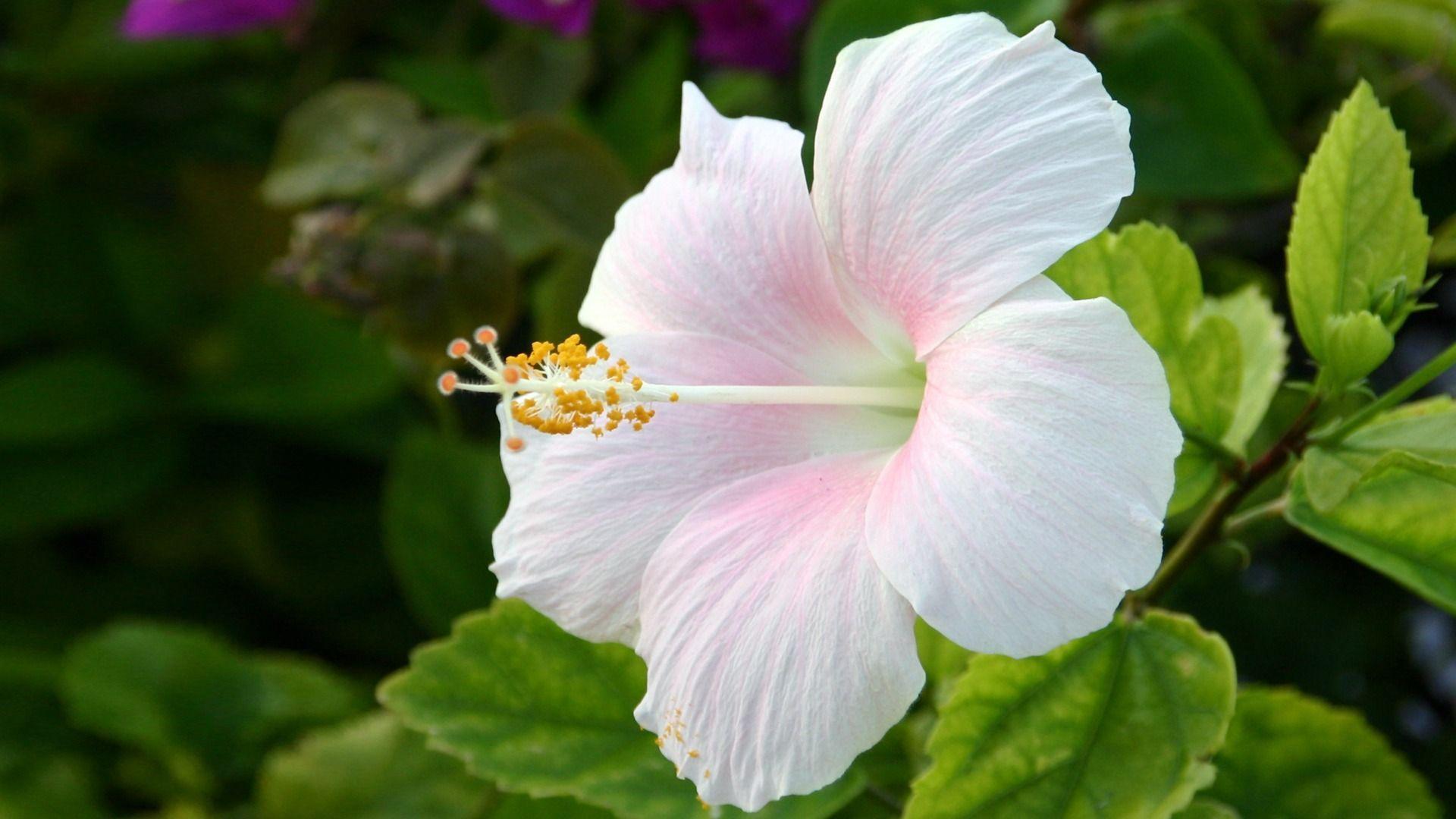 Hawaiian Flower Desktop Wallpapers - Top Free Hawaiian Flower Desktop ...