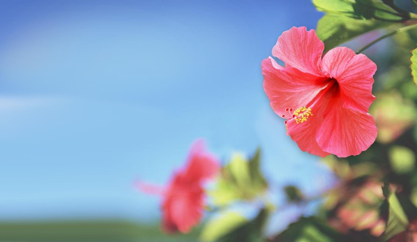 Hawaiian Flower Desktop Wallpapers - Top Free Hawaiian Flower Desktop ...